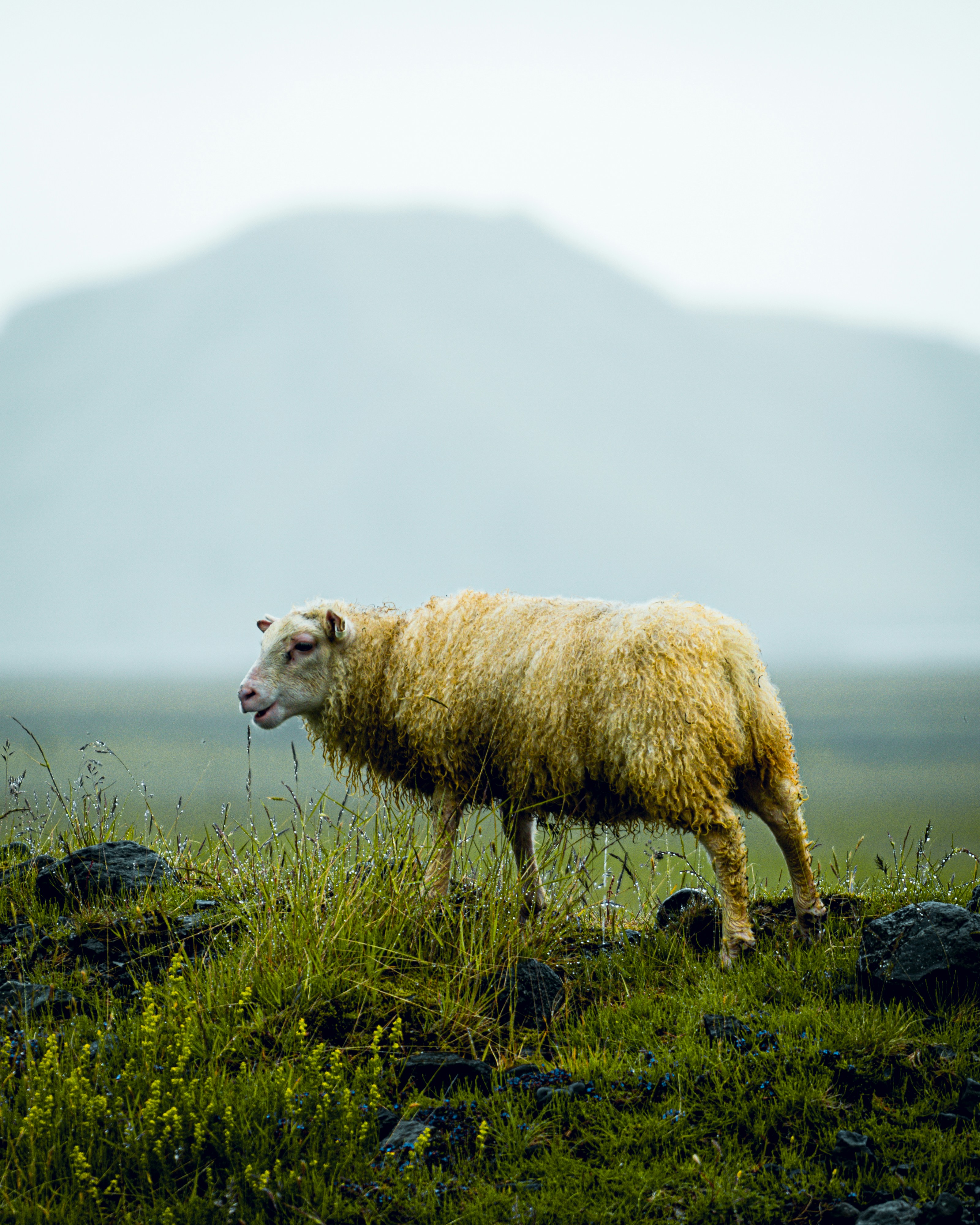 a sheep standing on a hill