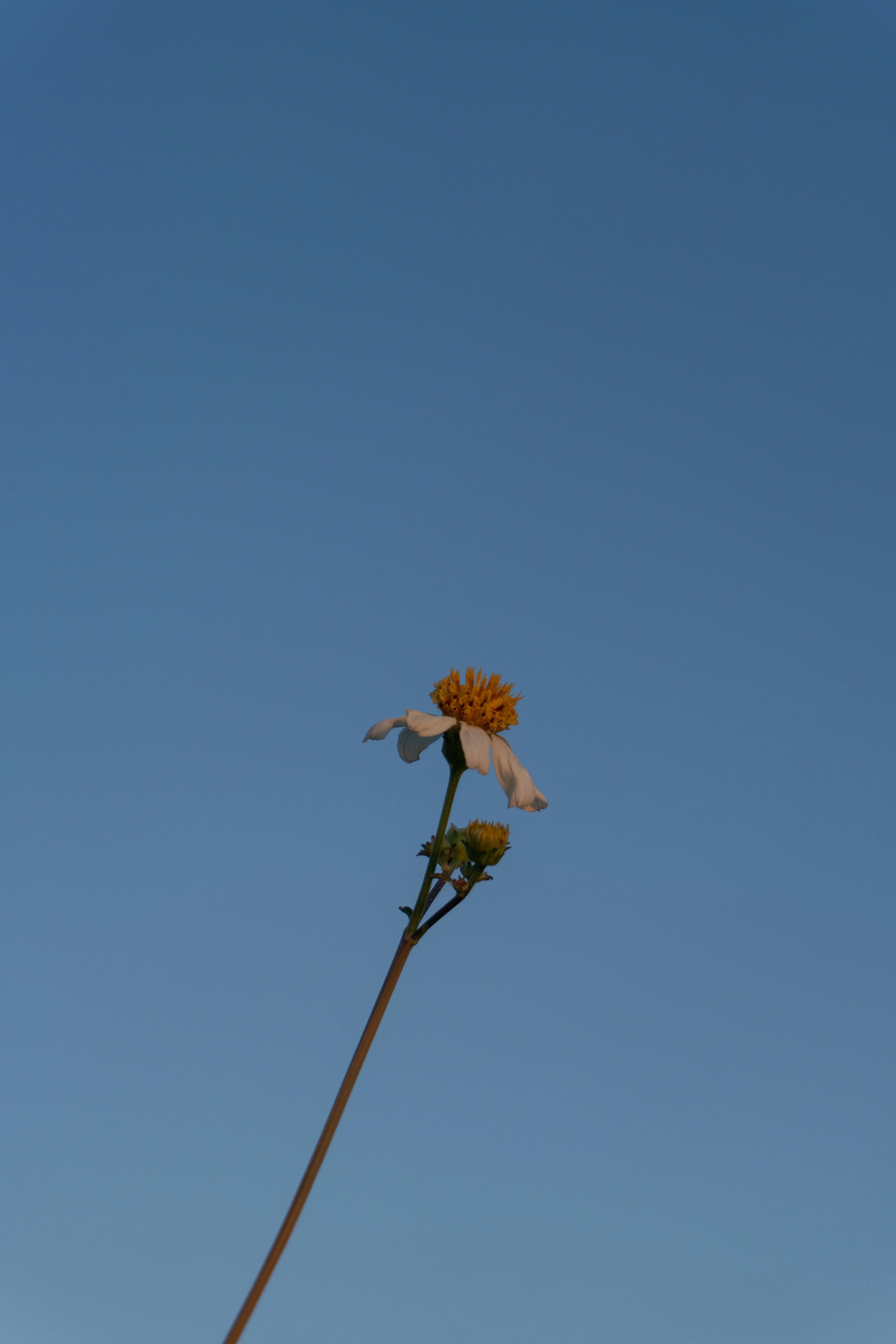 A flower on a stick photo – Free Flower Image on Unsplash
