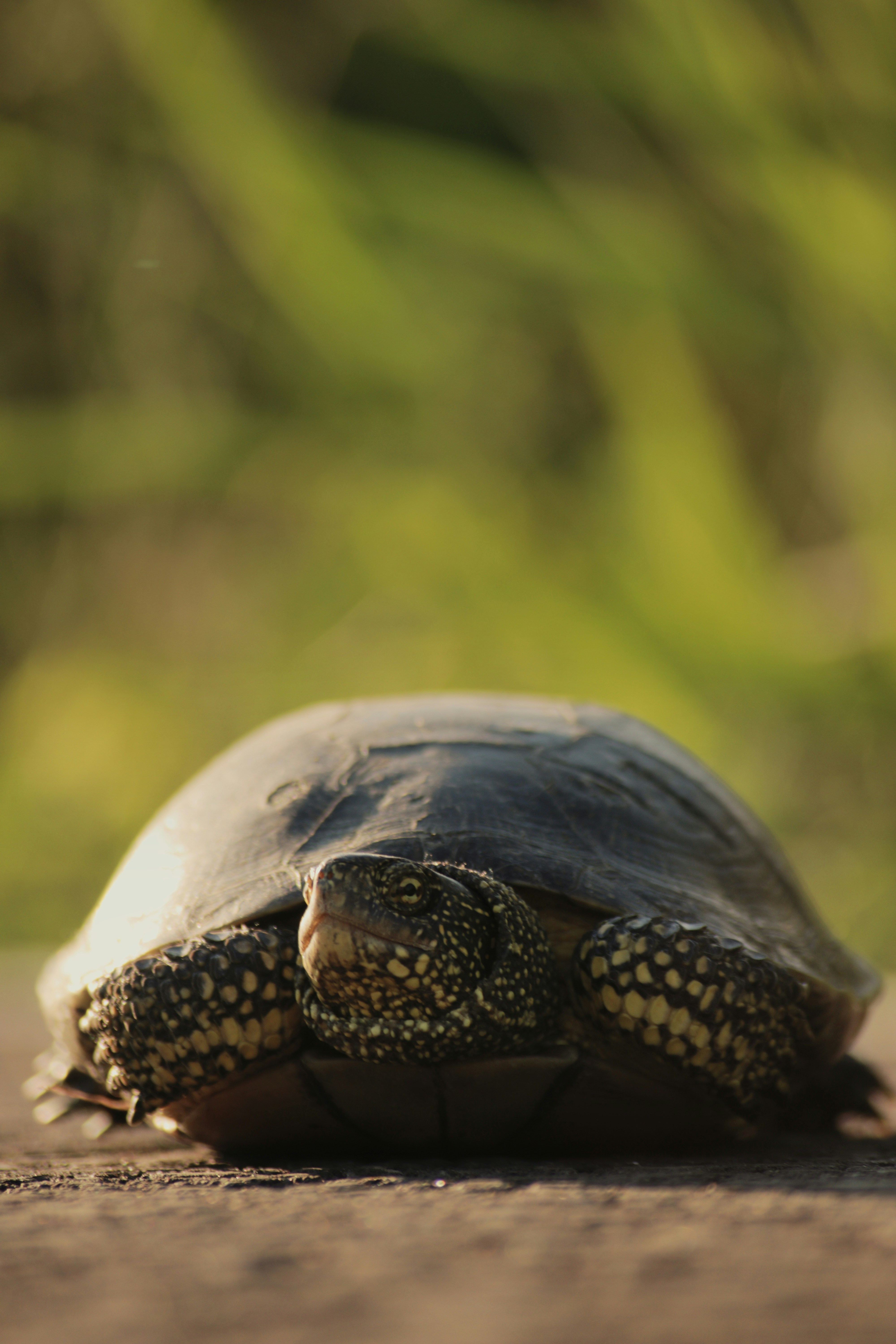 A turtle on a wood surface photo – Free Wildlife Image on Unsplash