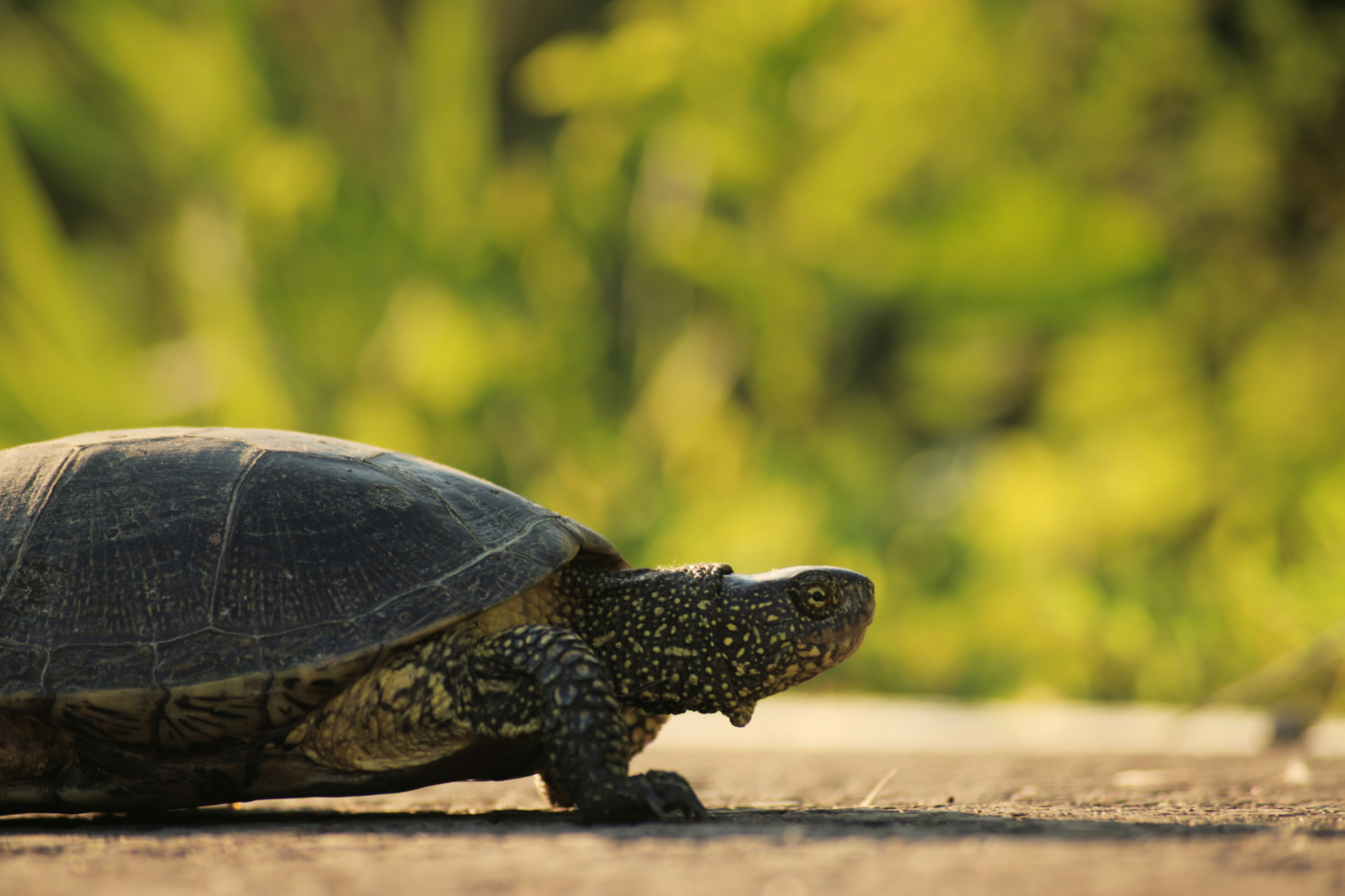 Foto Una tortuga caminando por un camino – Imagen Reptil gratis en Unsplash