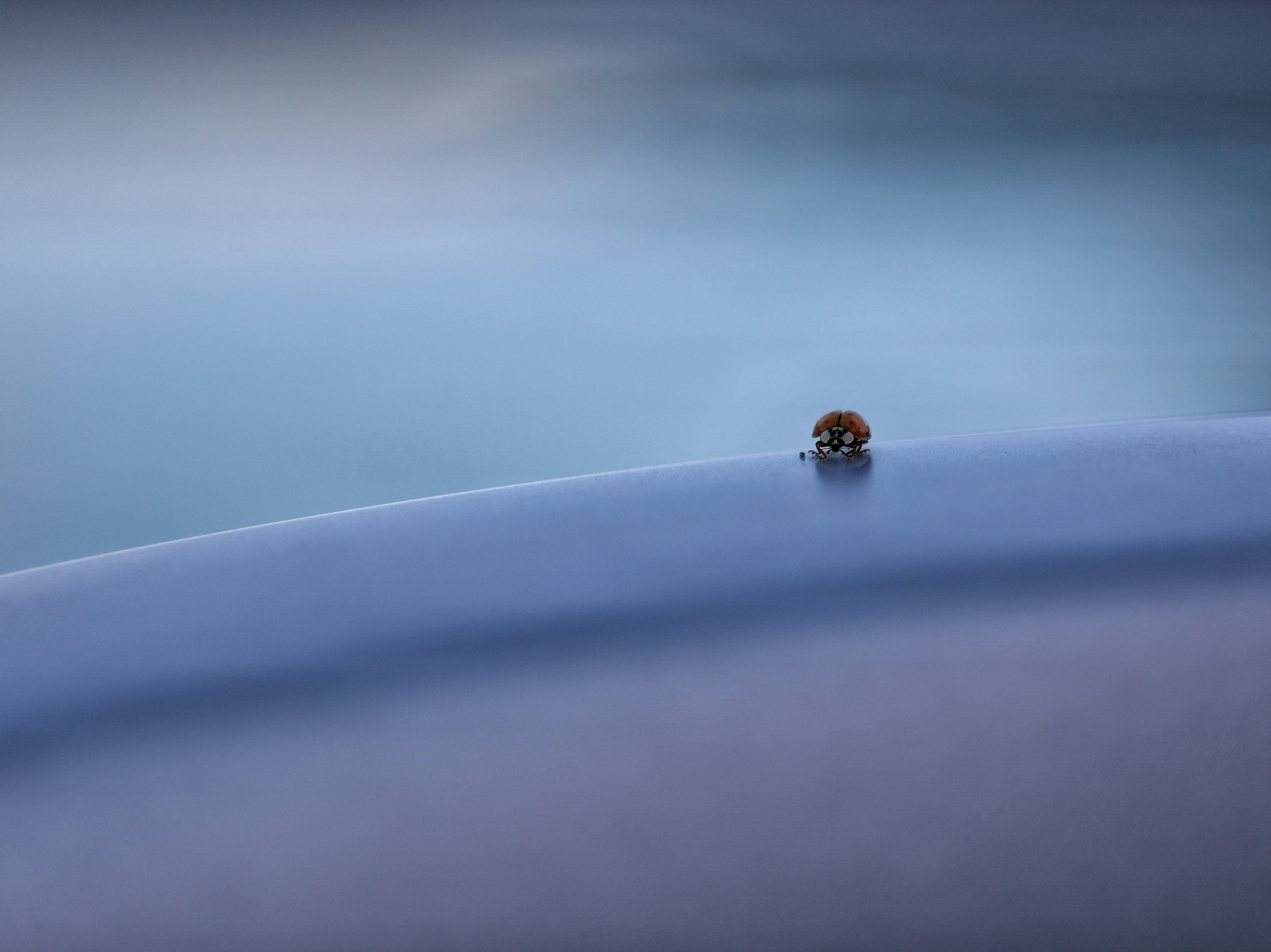 Photo by Joshua Hoehne with Canon EOS R6