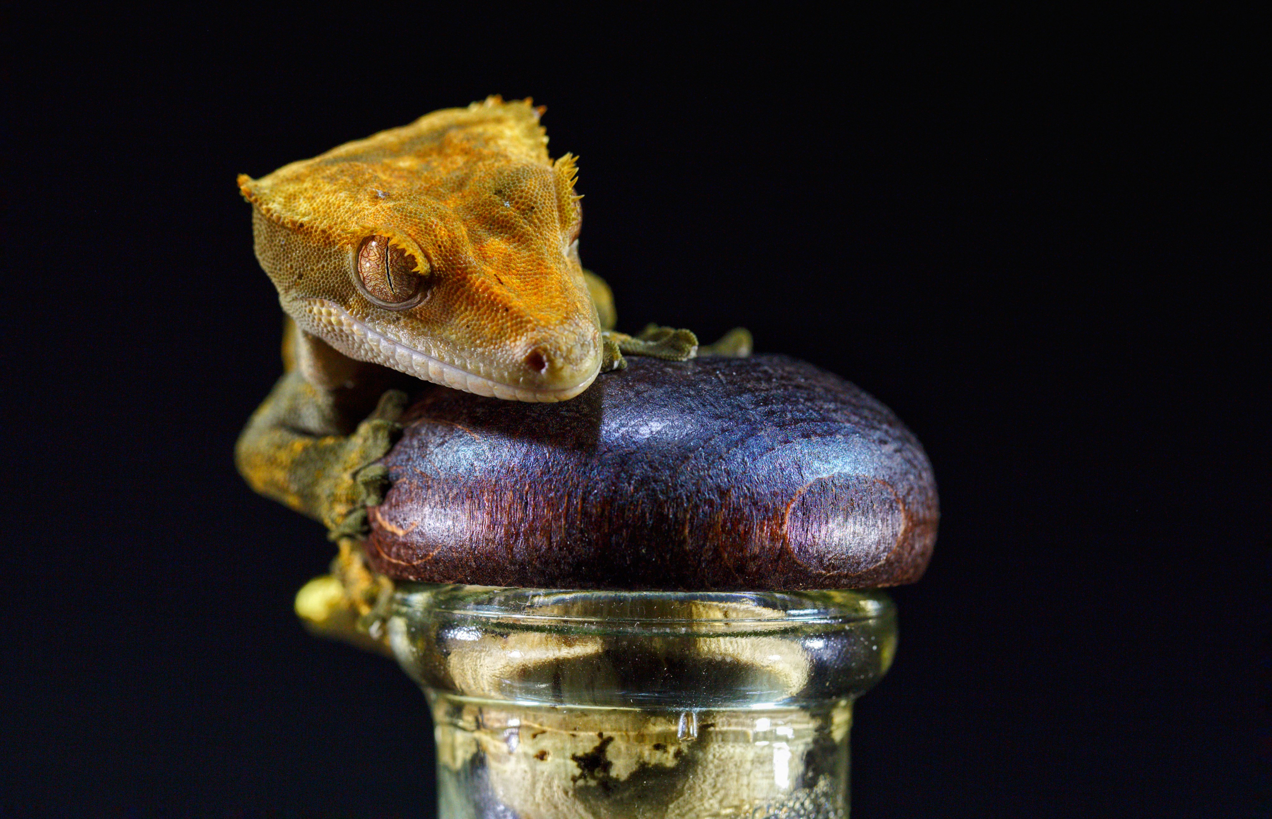 Amber-Crest Gecko Perched on a Glass Stopper: Tiny Acrobat Under Velvet Darkness
