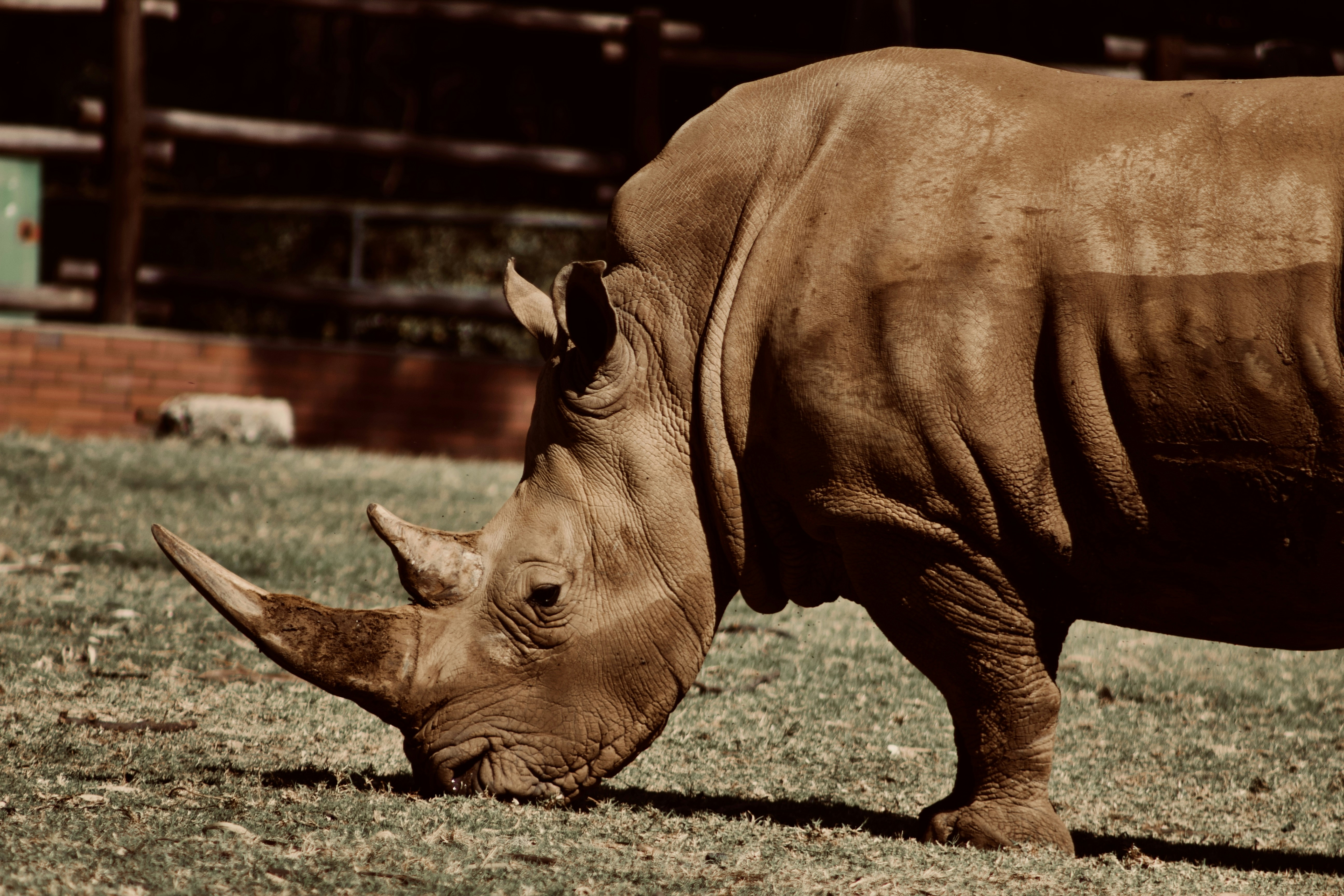 Grazing in Sepia Light: A Rhino in a Quiet Field