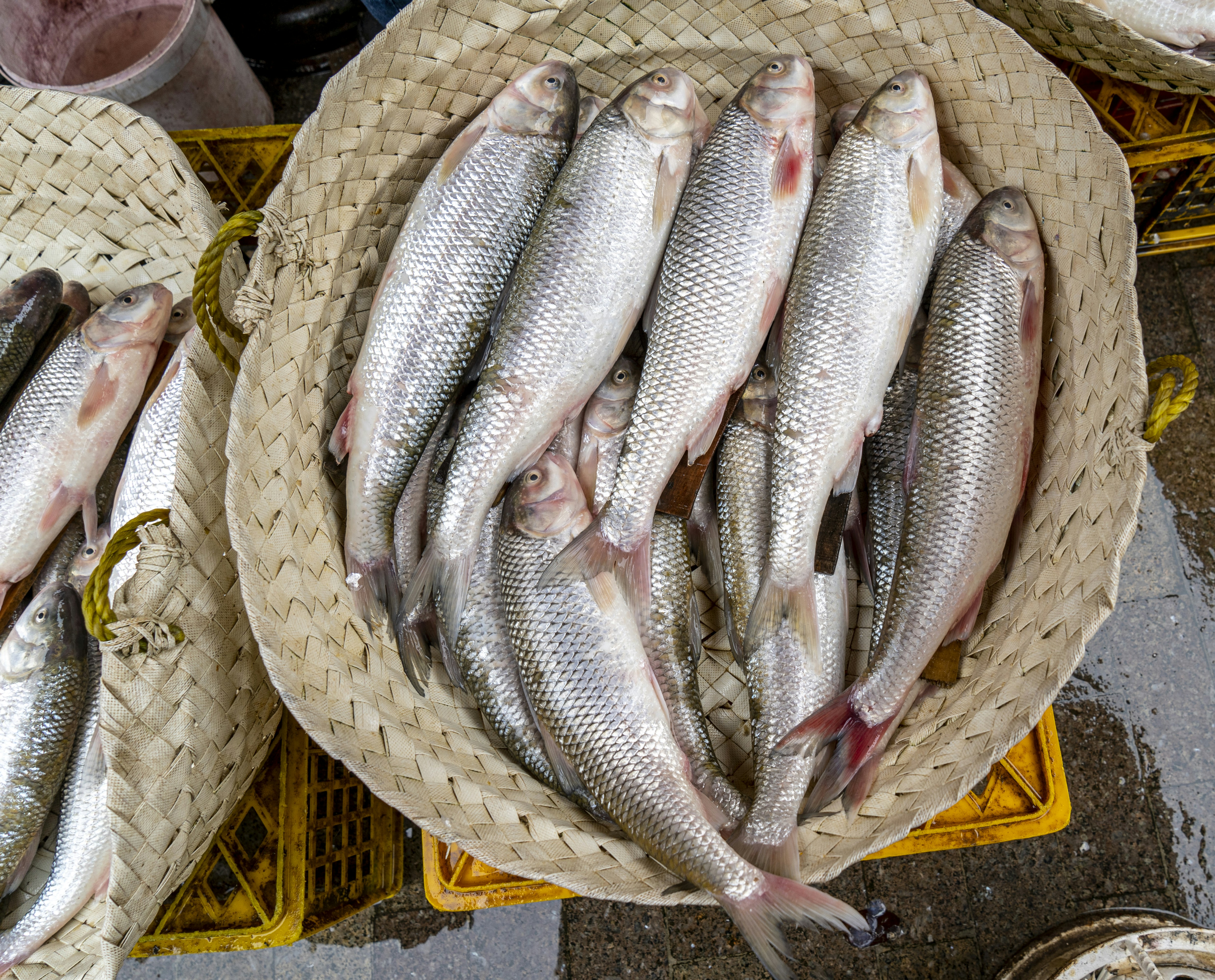 Mulet De Poisson Photos | Télécharger des images gratuites sur Unsplash