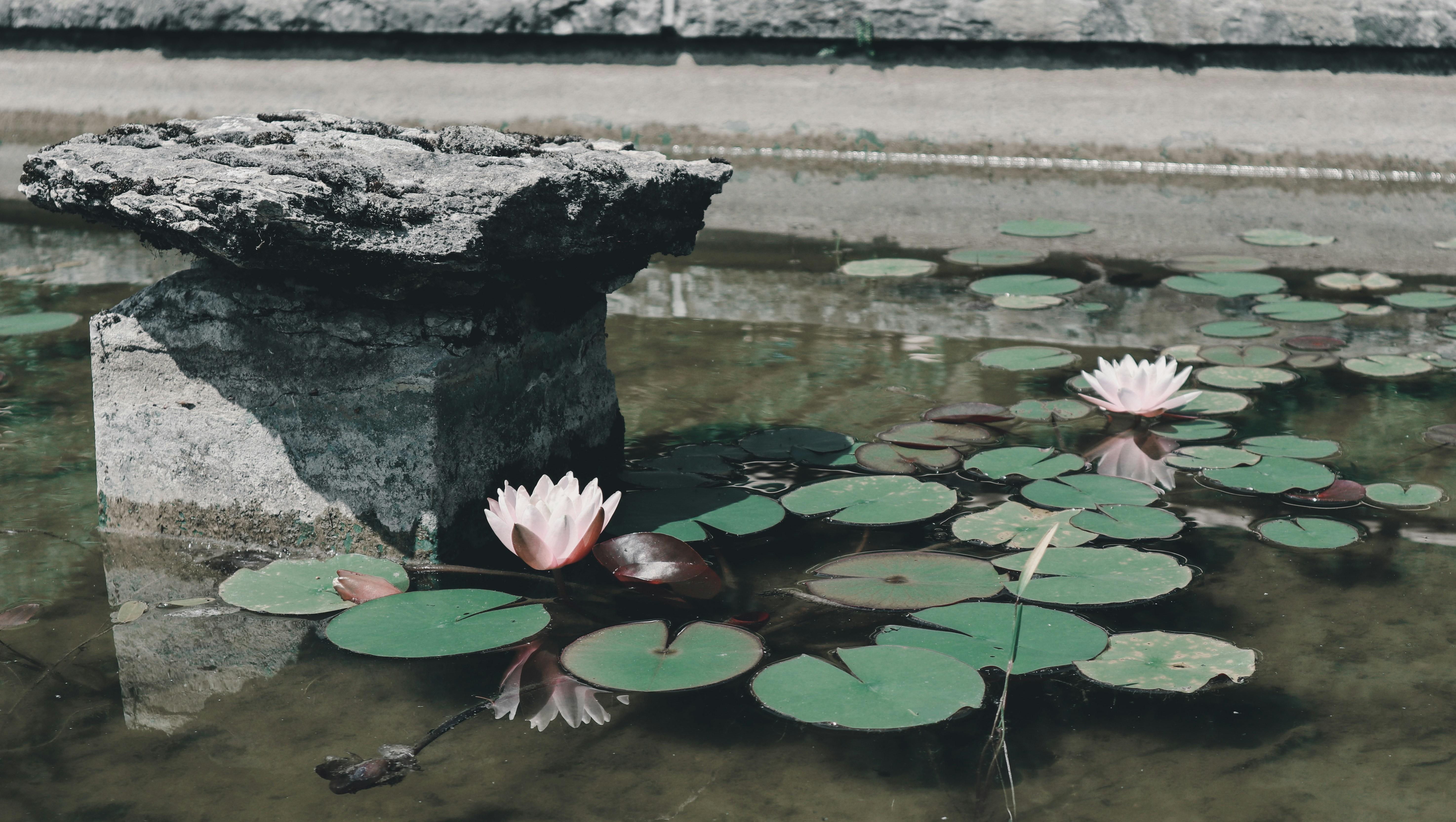 Lilies at the Edge: Quiet Stone Bank by a Reflective Pond
