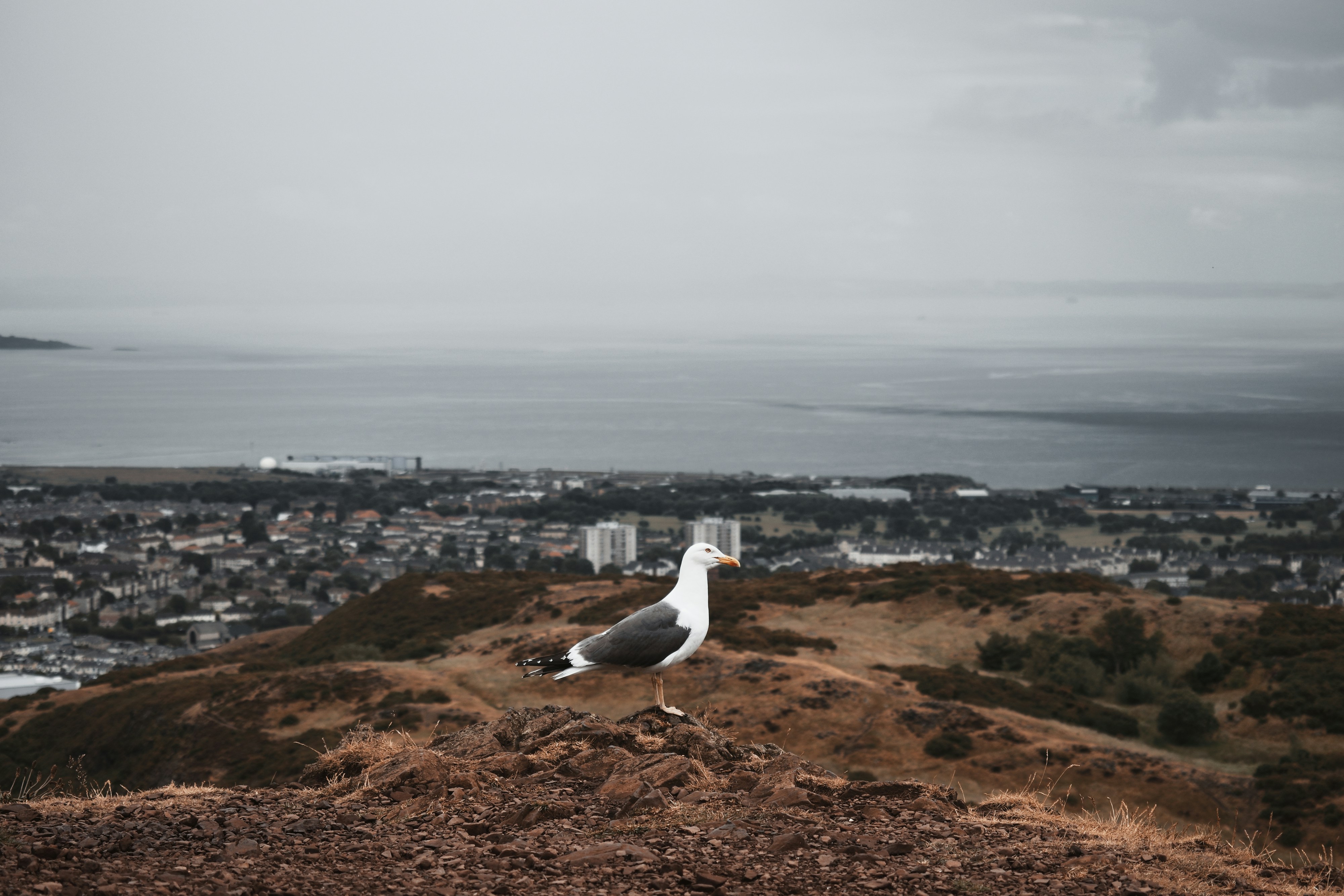 A bird on a hill overlooking a city photo – Free Edinburgh Image on ...
