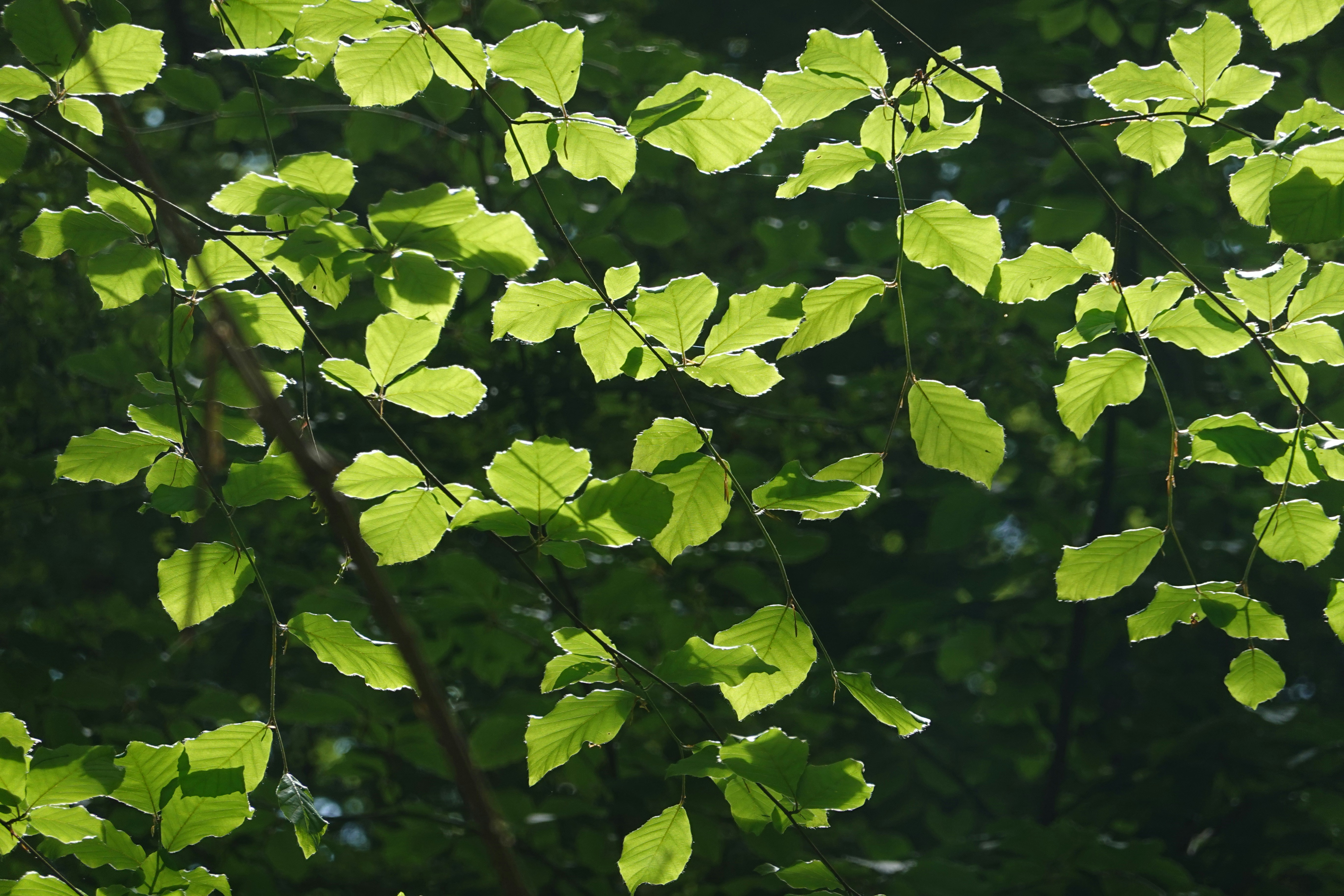 Sunlit green leaves gently swaying in a serene forest, creating a vibrant tapestry of nature. The interplay of light and shadow adds depth to the scene.