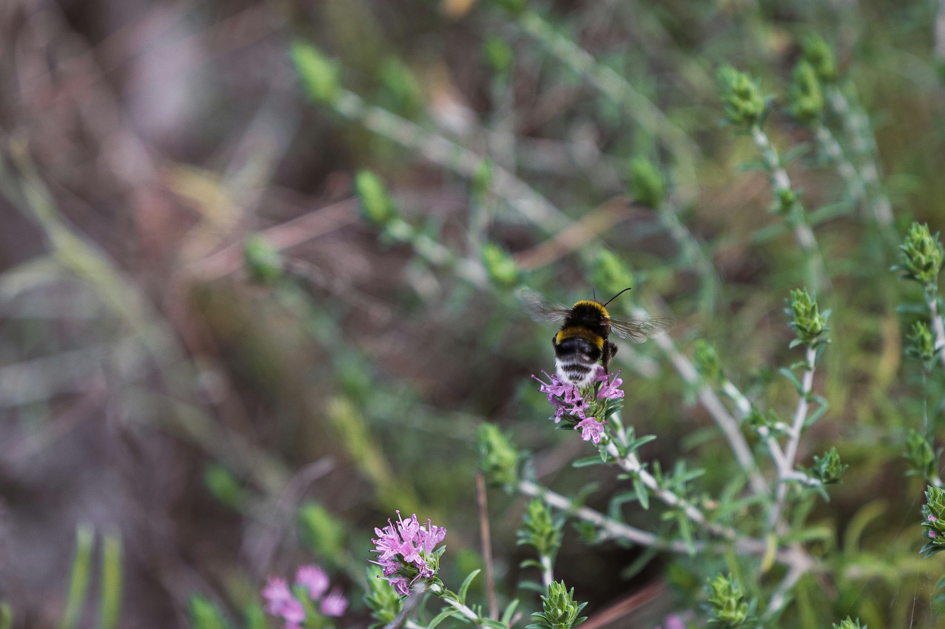 A bee on a flower photo – Free Bee Image on Unsplash