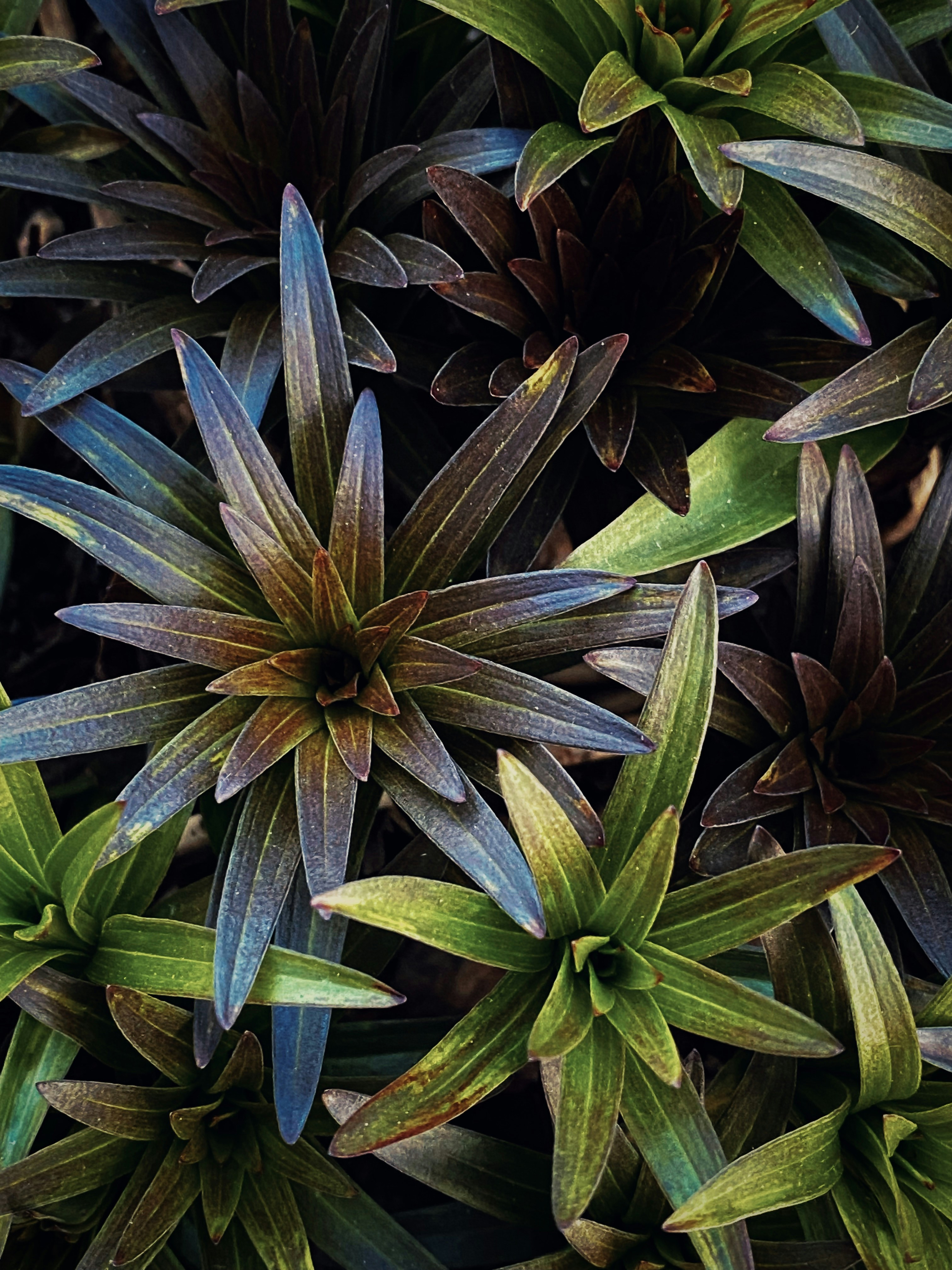 a group of plants with leaves