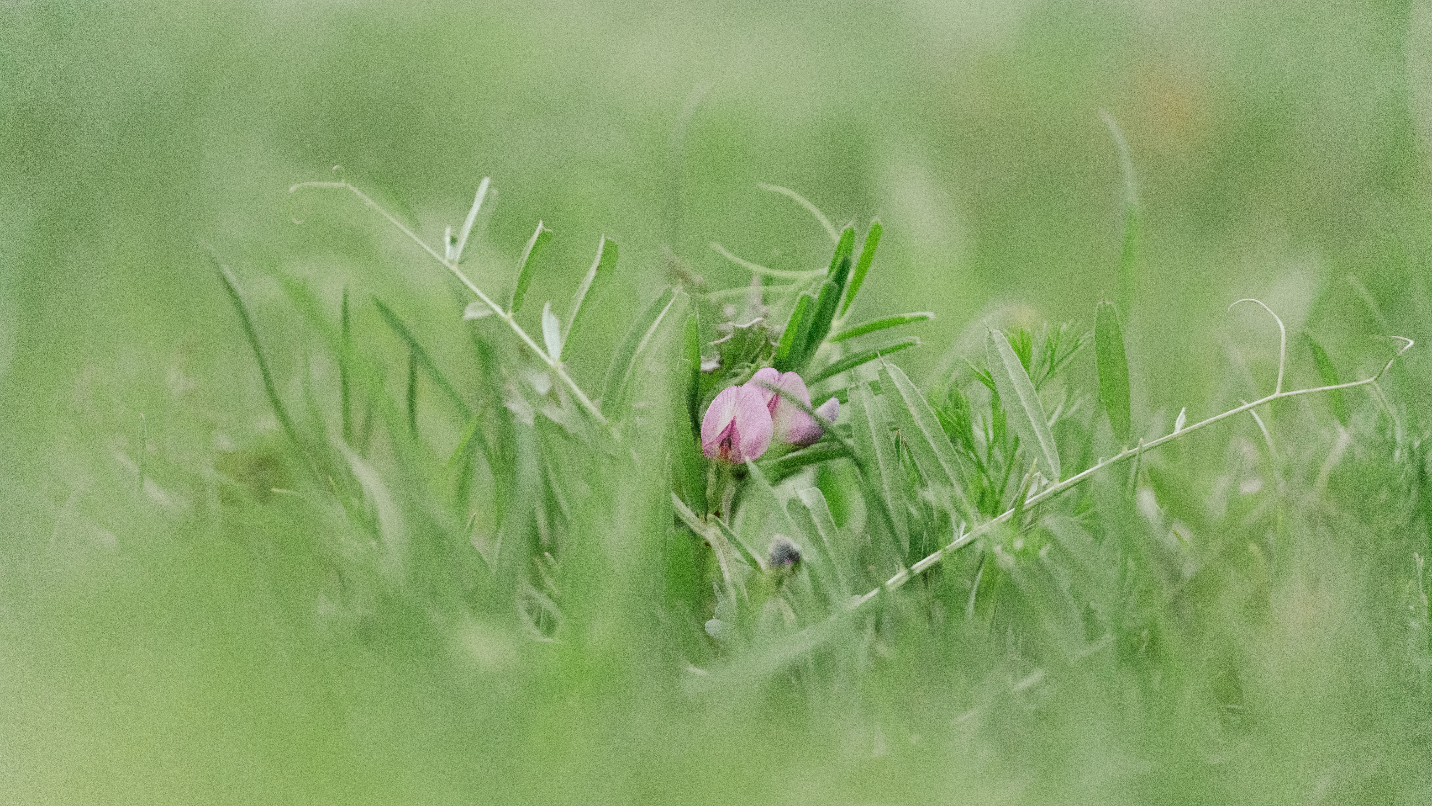 Pink Bud Peeking Through Velvet Green: a Quiet Meadow Moment
