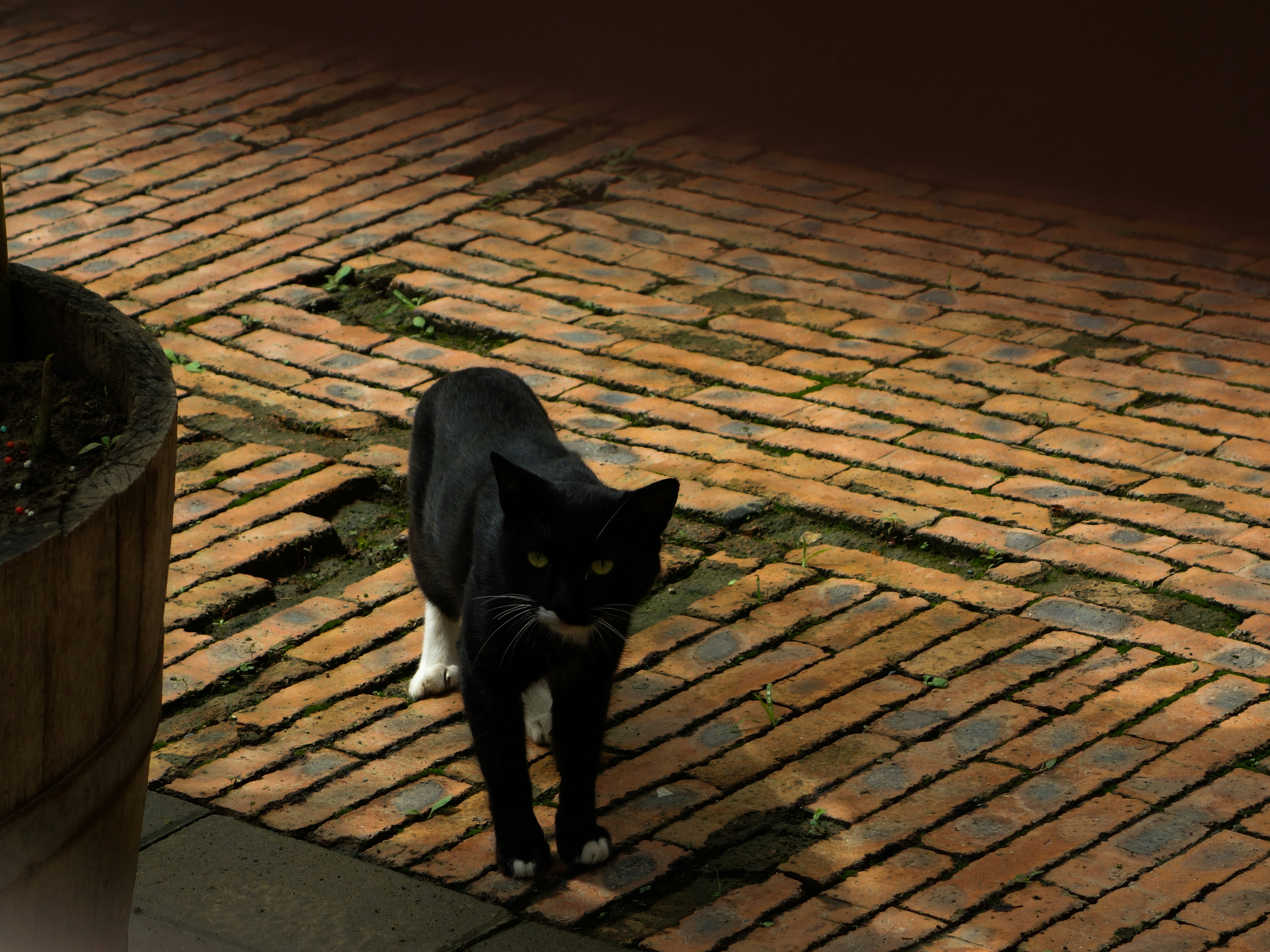 A cat walking on a brick walkway photo – Free Brown Image on Unsplash