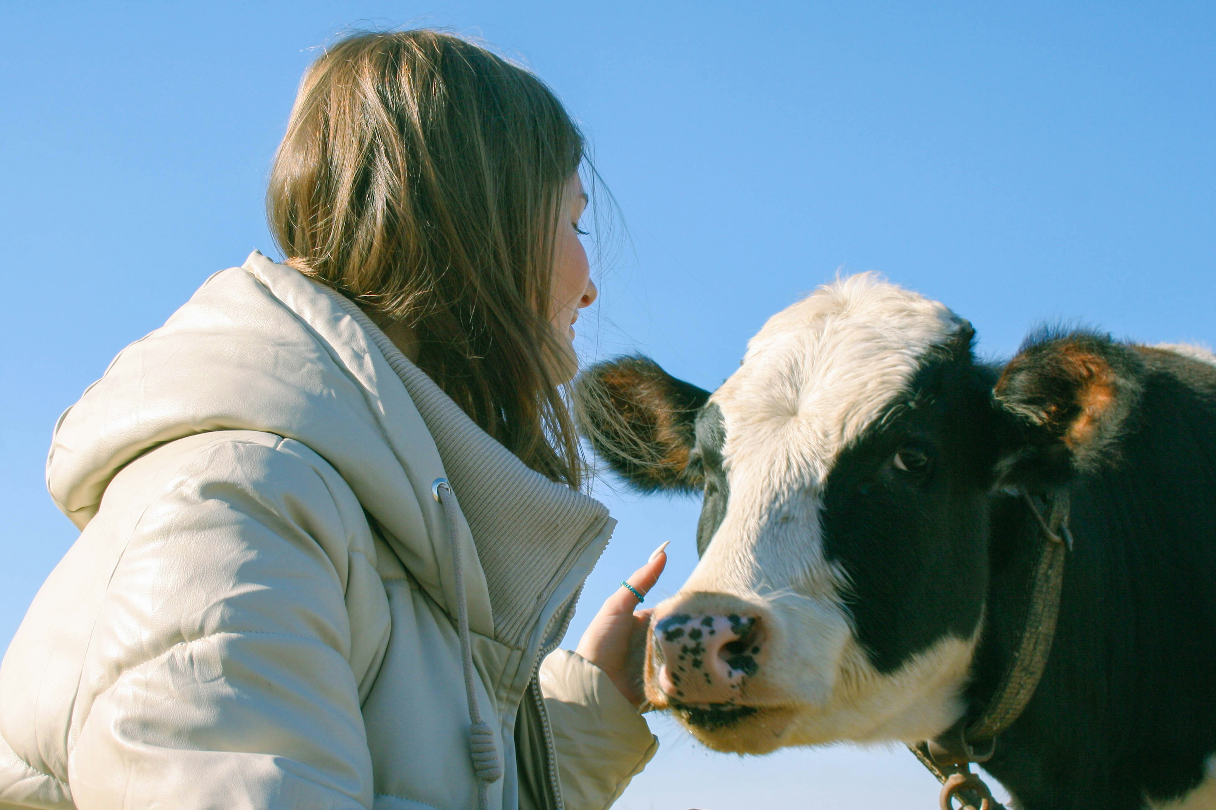 Foto Una persona tocando una vaca – Imagen Ucrania gratis en Unsplash