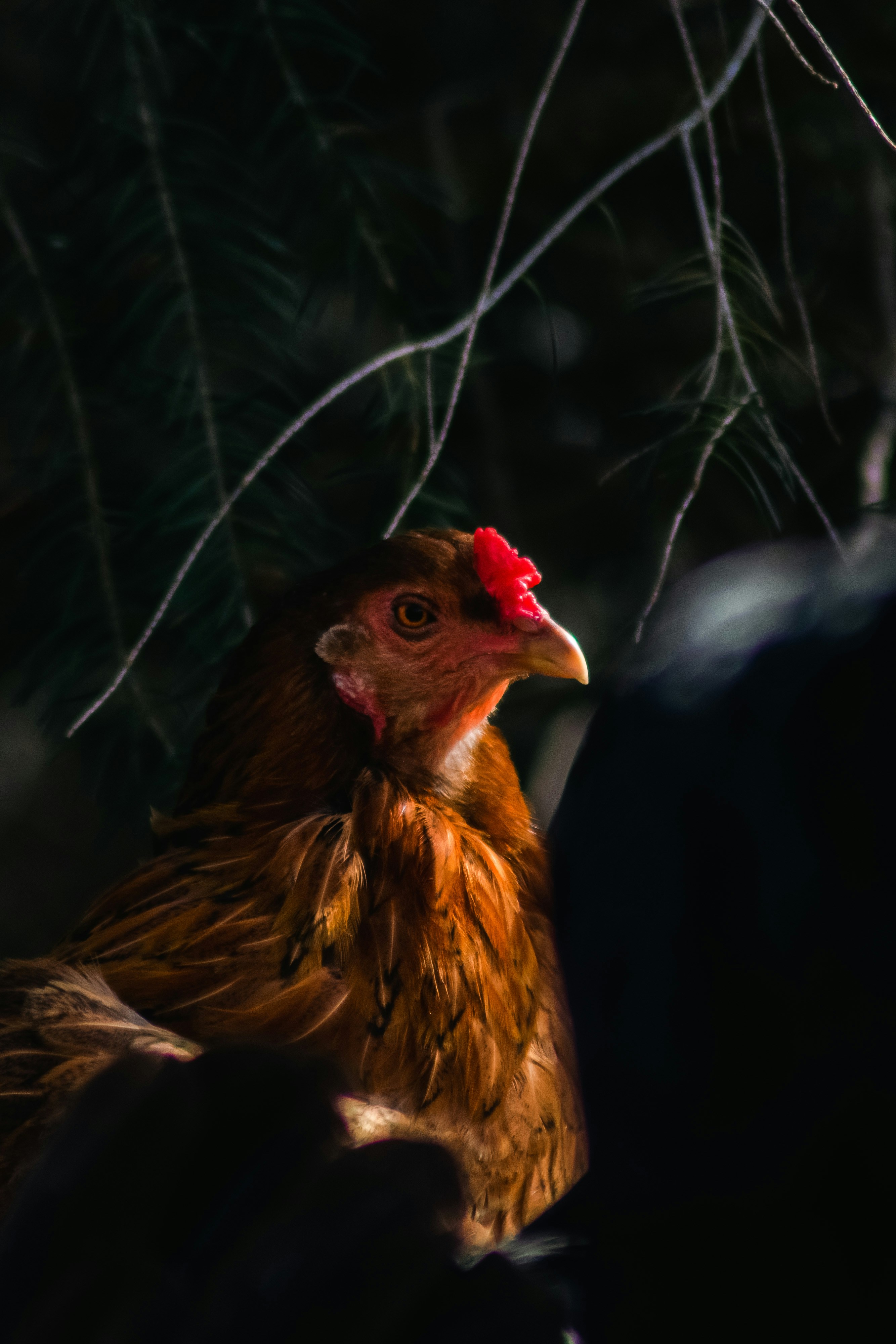 A brown hen partially obscured by shadow, revealing its vibrant features amidst a natural backdrop. The play of light highlights its textures.