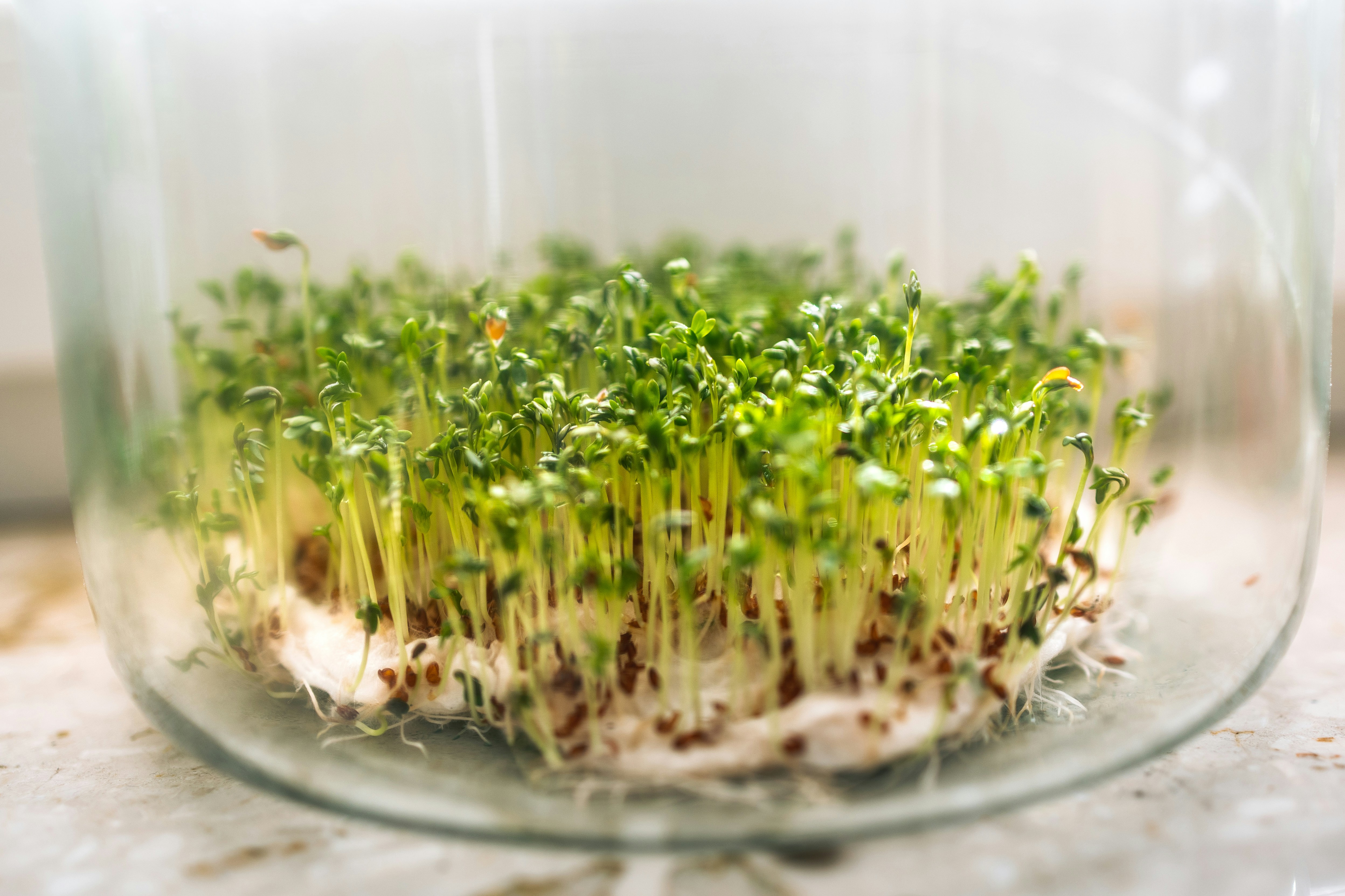 Vibrant sprouts thriving within a glass container, showcasing the beauty of growth and renewal.
