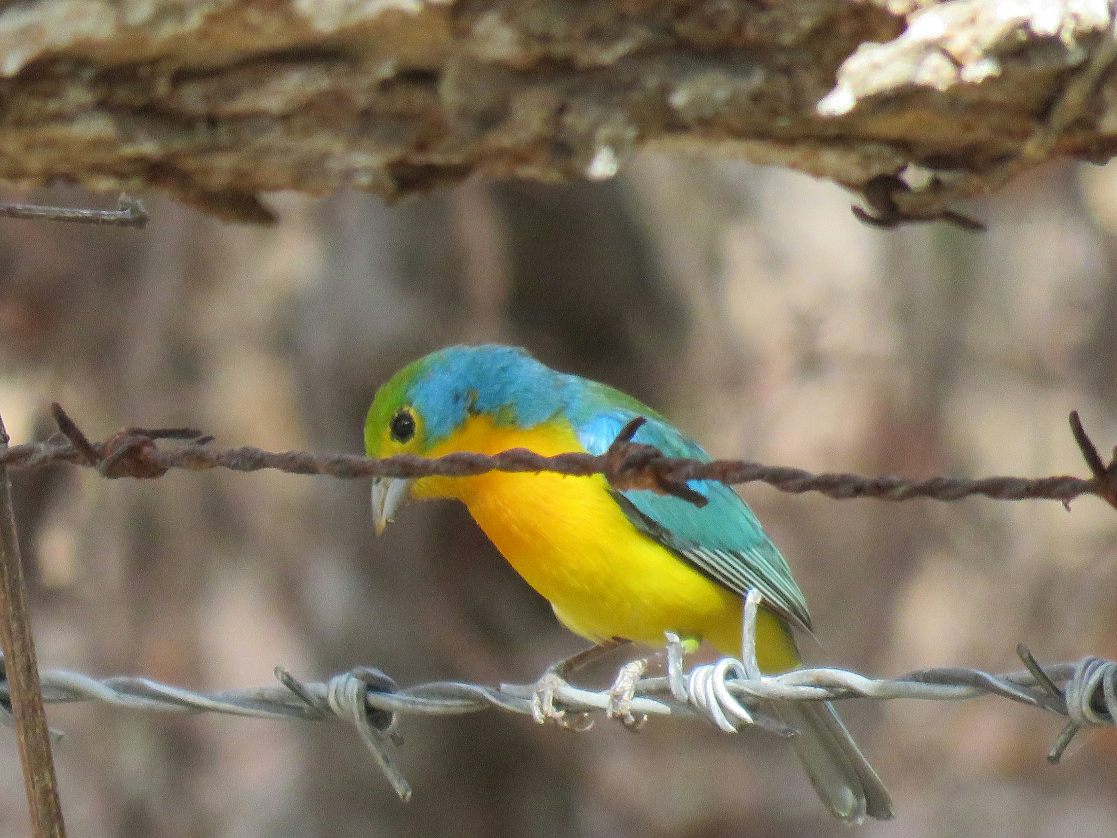 a colorful bird on a branch