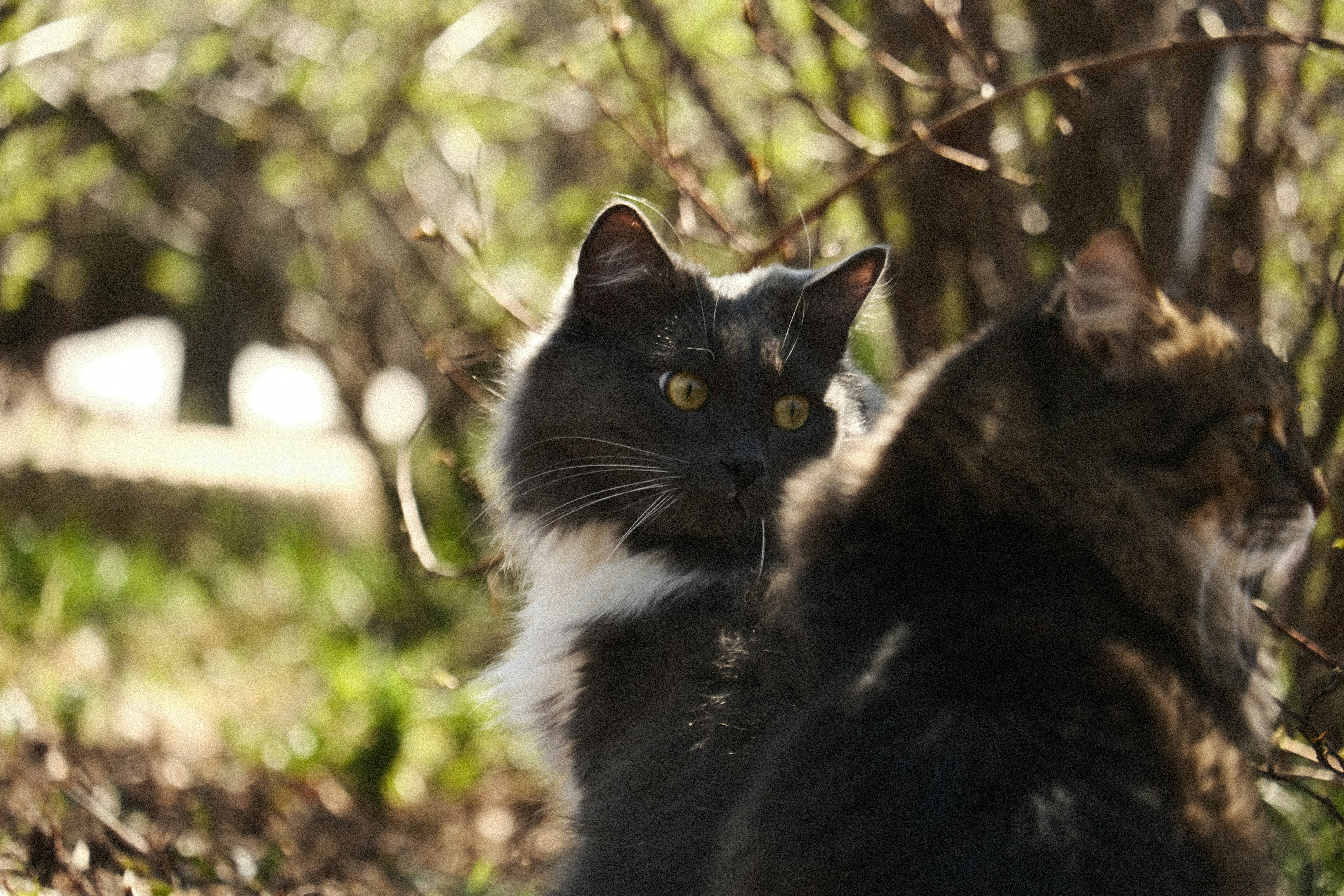 a couple of cats