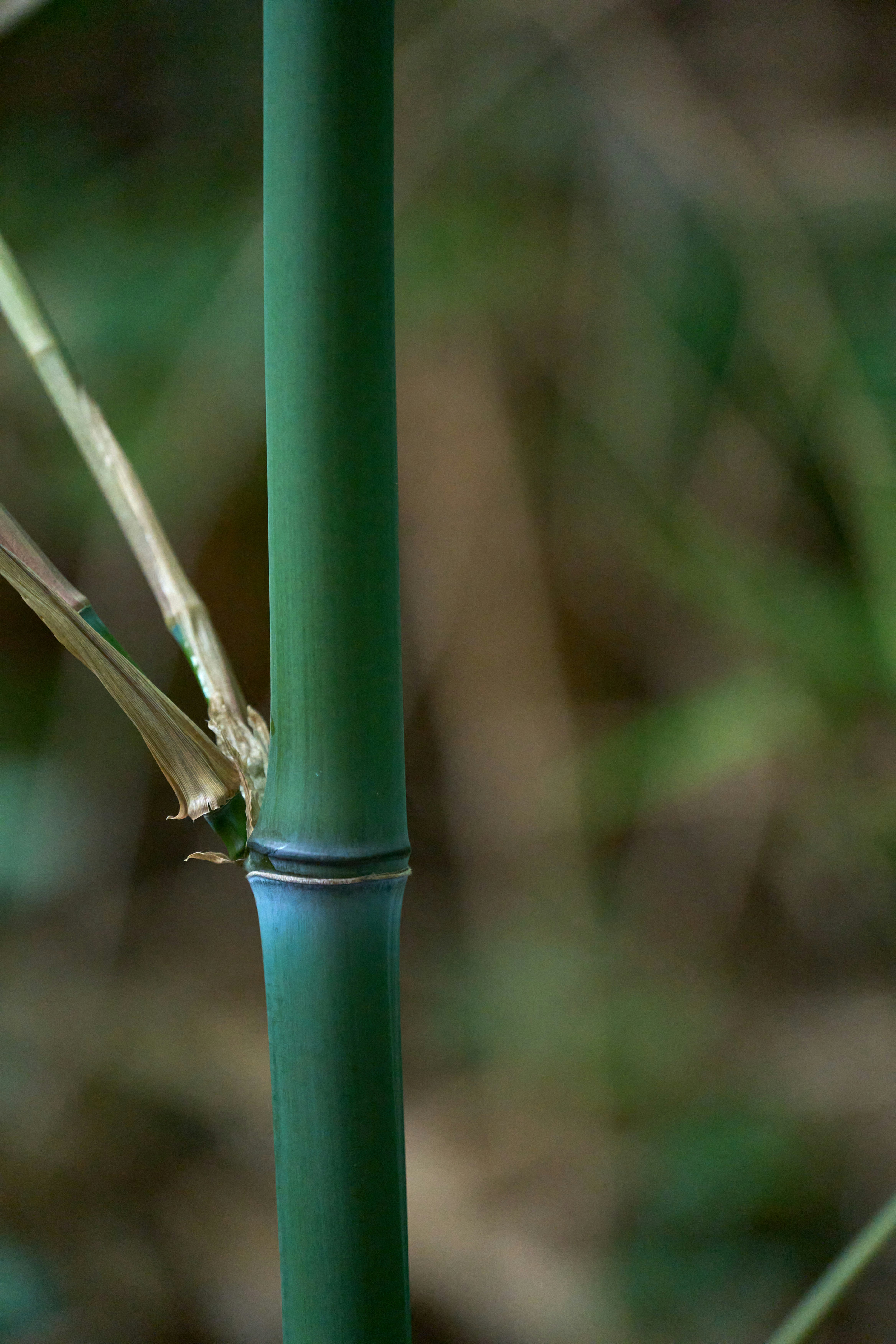 The Quiet Node: A Close-Up on Bamboo's Green Cylinder