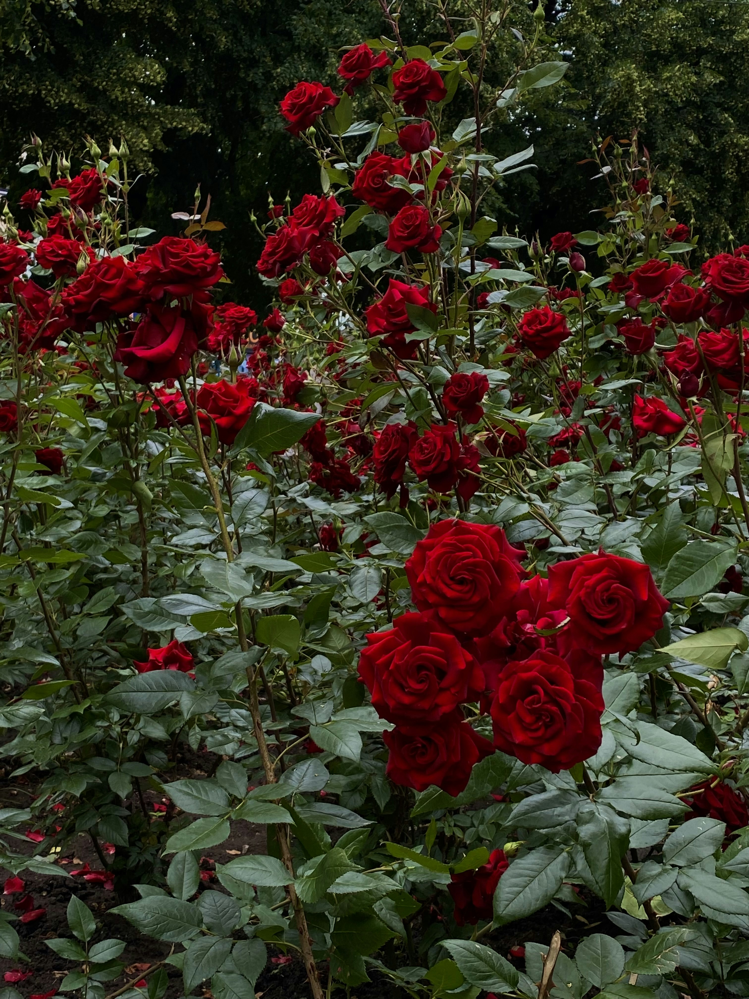 Un buisson de roses rouges photo – Photo Fleur Gratuite sur Unsplash