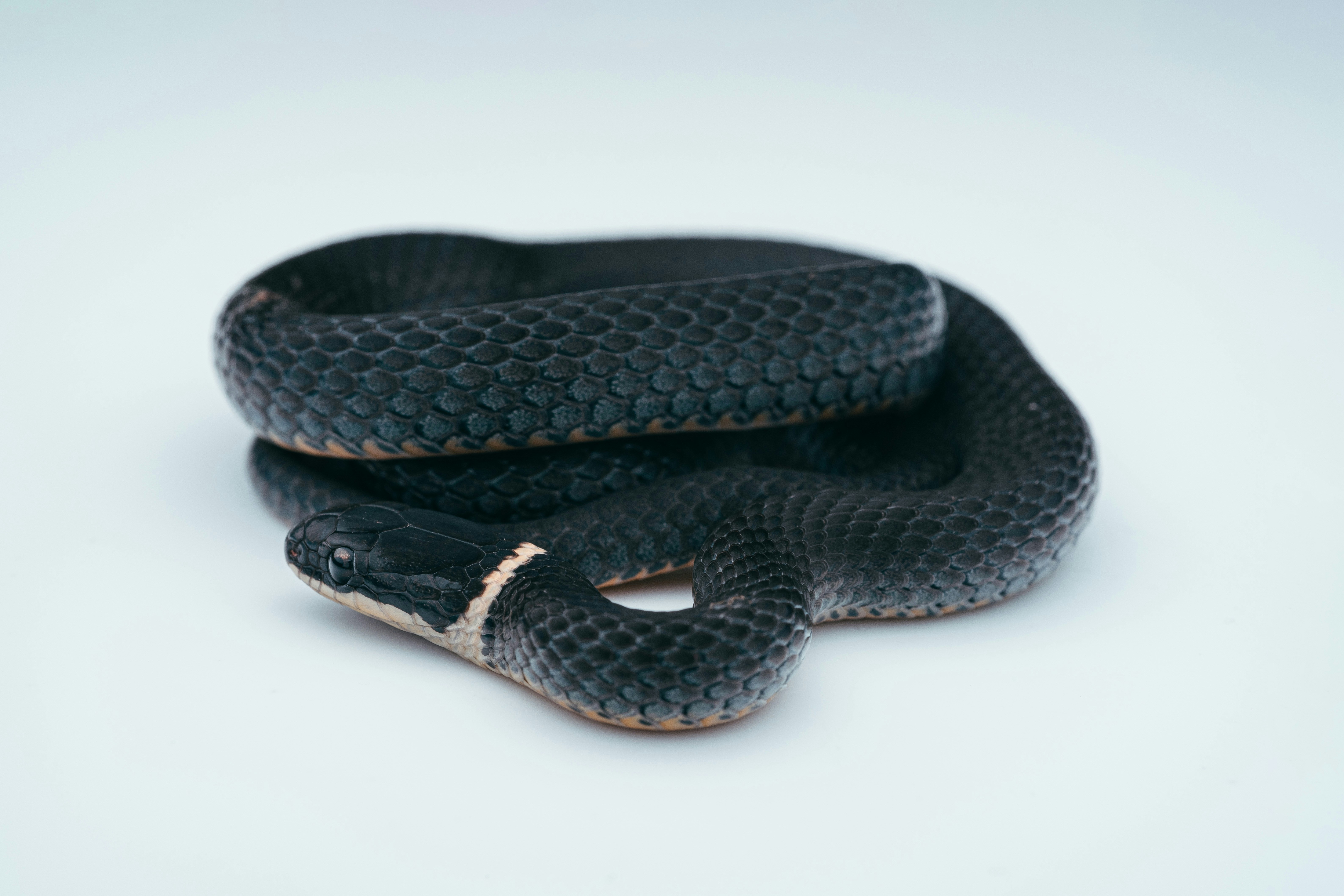 A black and grey snake photo – Free Animal Image on Unsplash