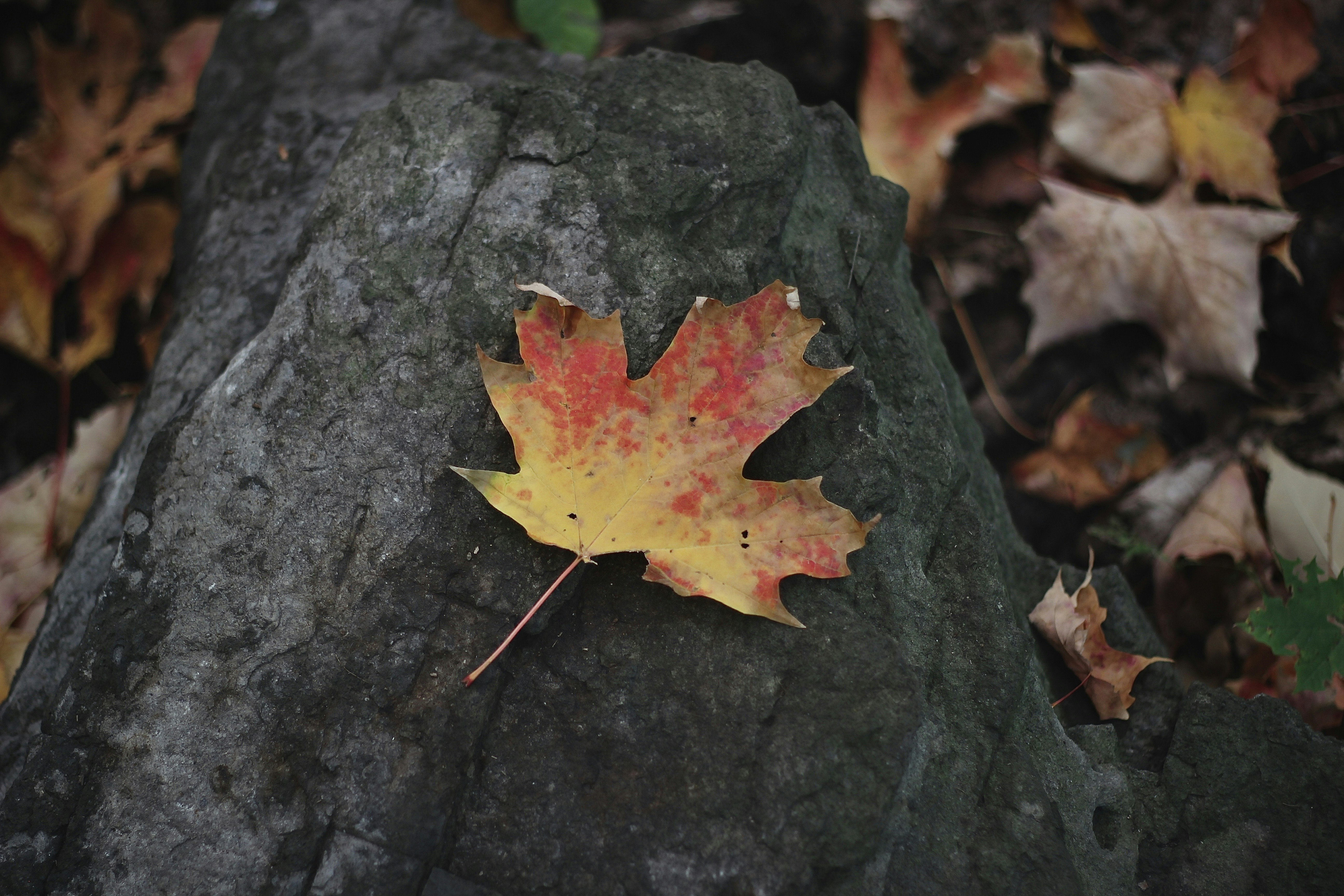 Autumn Leaf on a Quiet Granite Stage