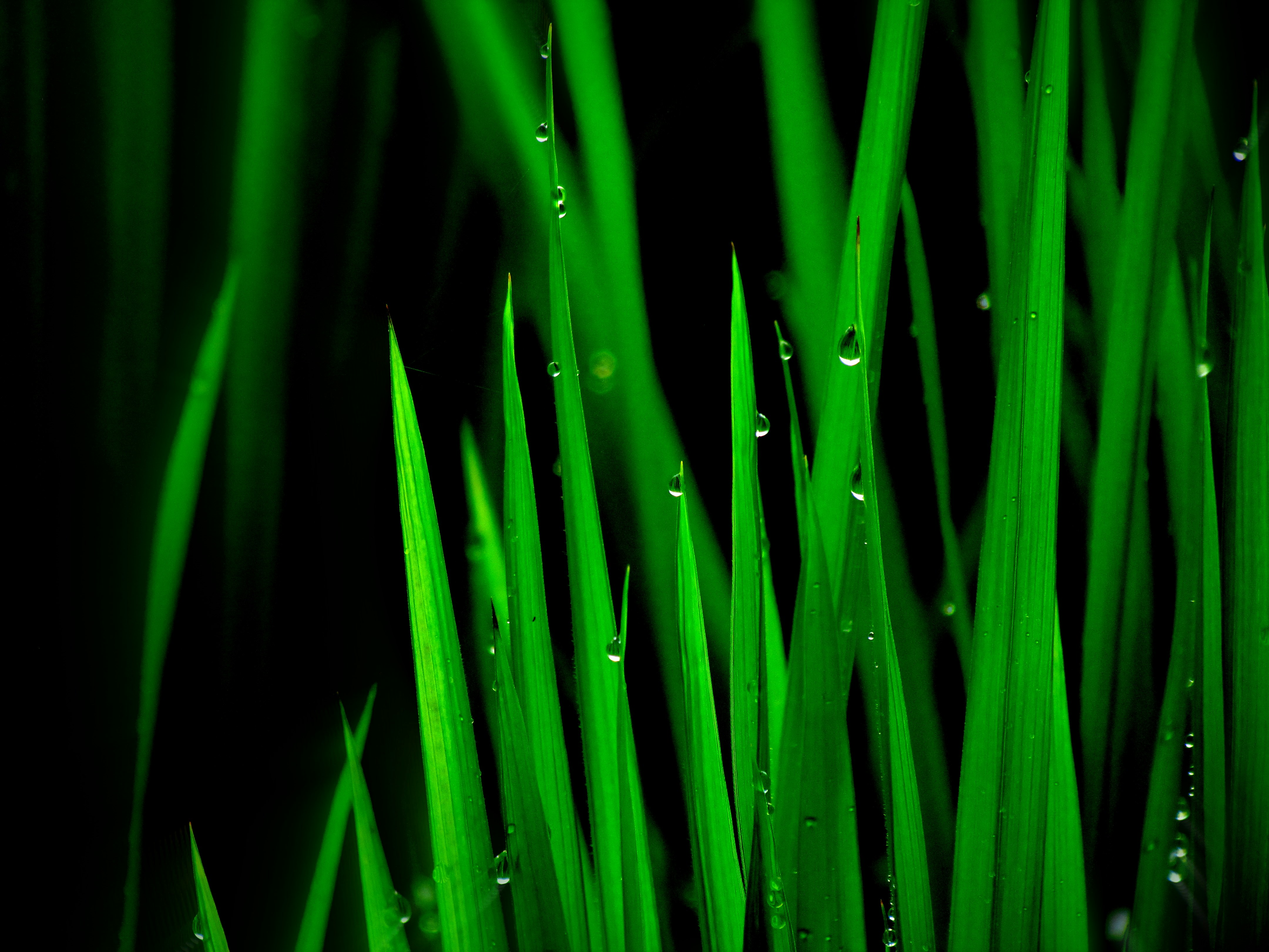 Vivid green grass blades adorned with glistening droplets, set against a dark backdrop, highlighting nature's intricate details.