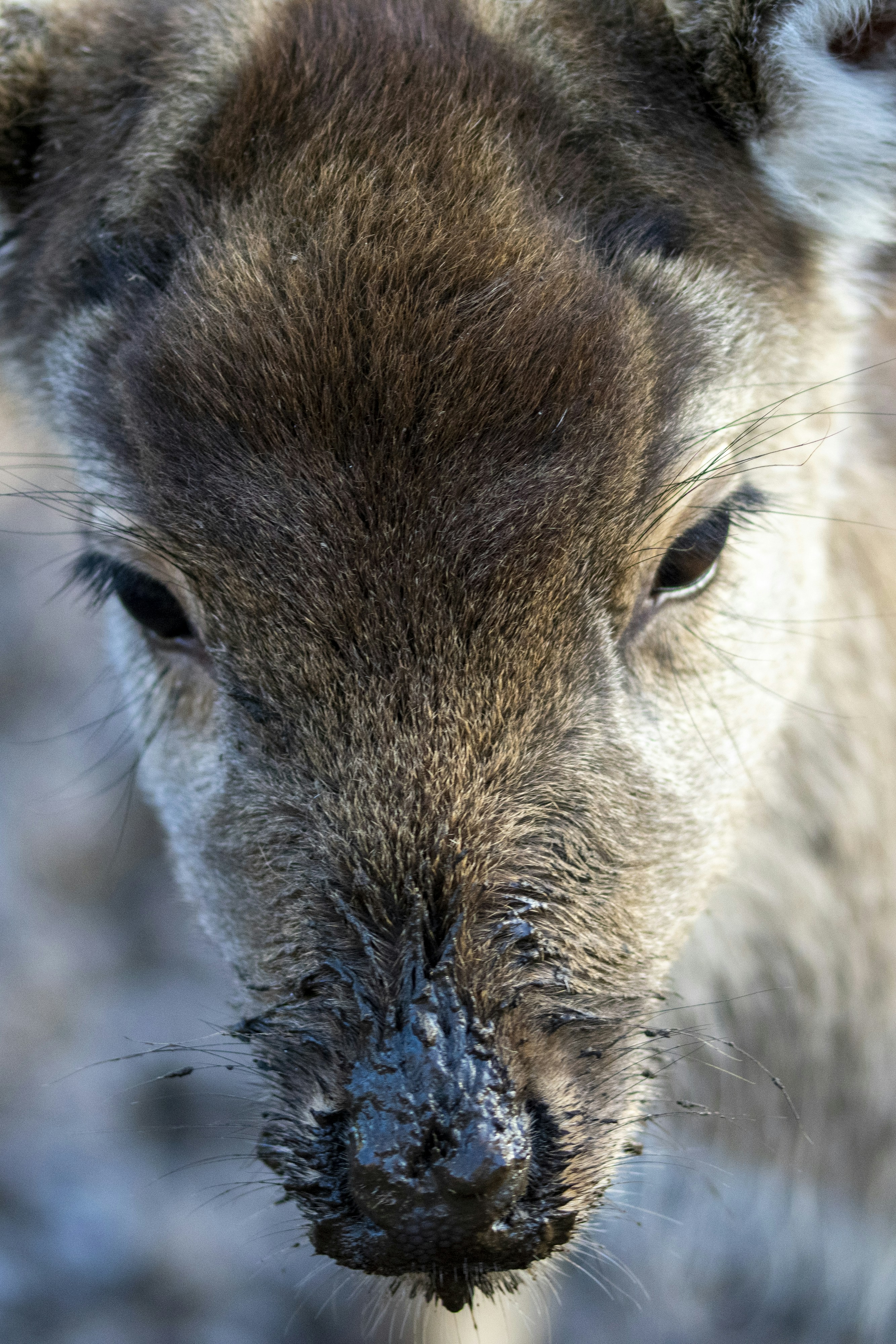 Close-Up of a Curious Nose: A Fragile Moment in Furry Detail