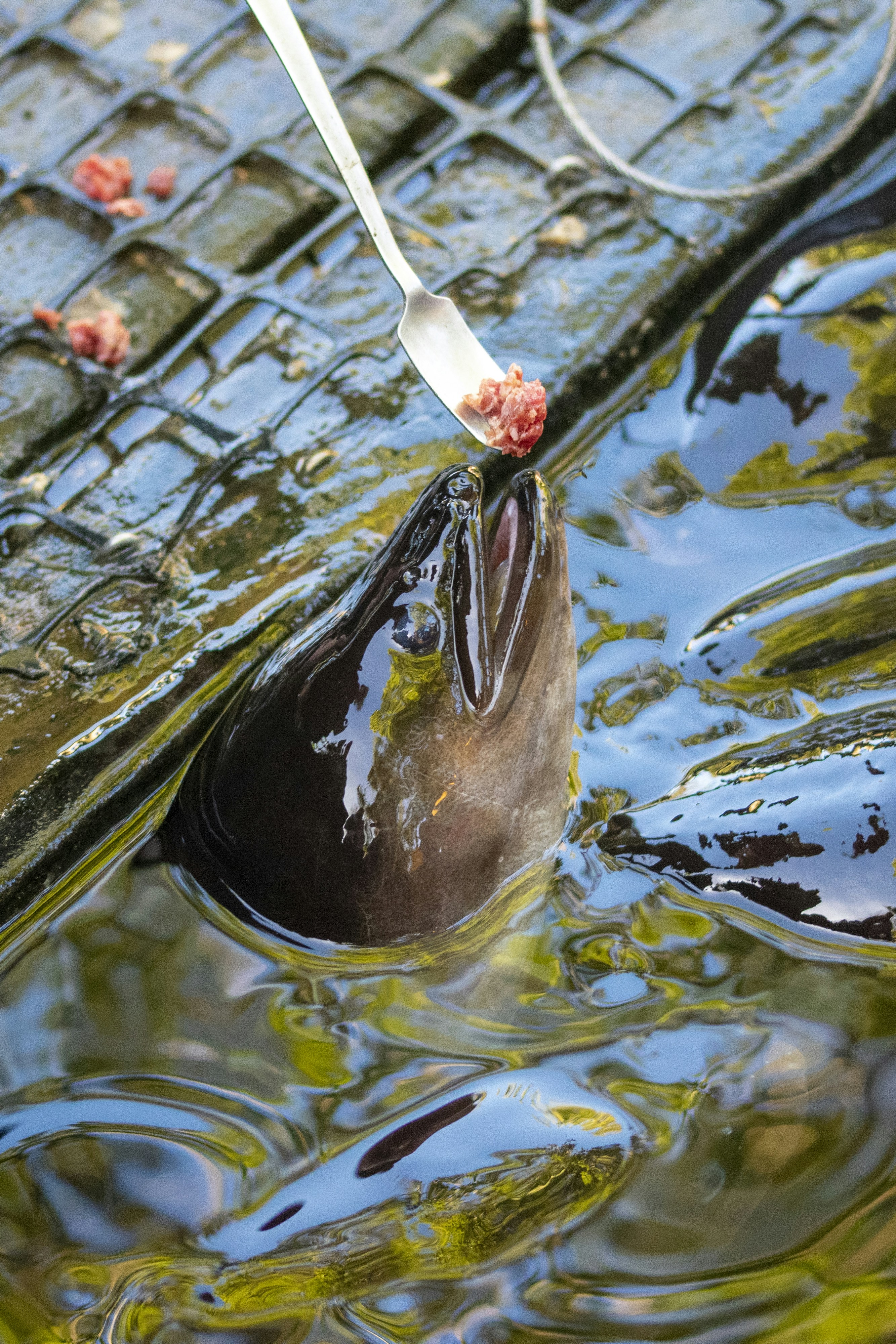 A close-up of a leaf photo – Free Eel eating Image on Unsplash