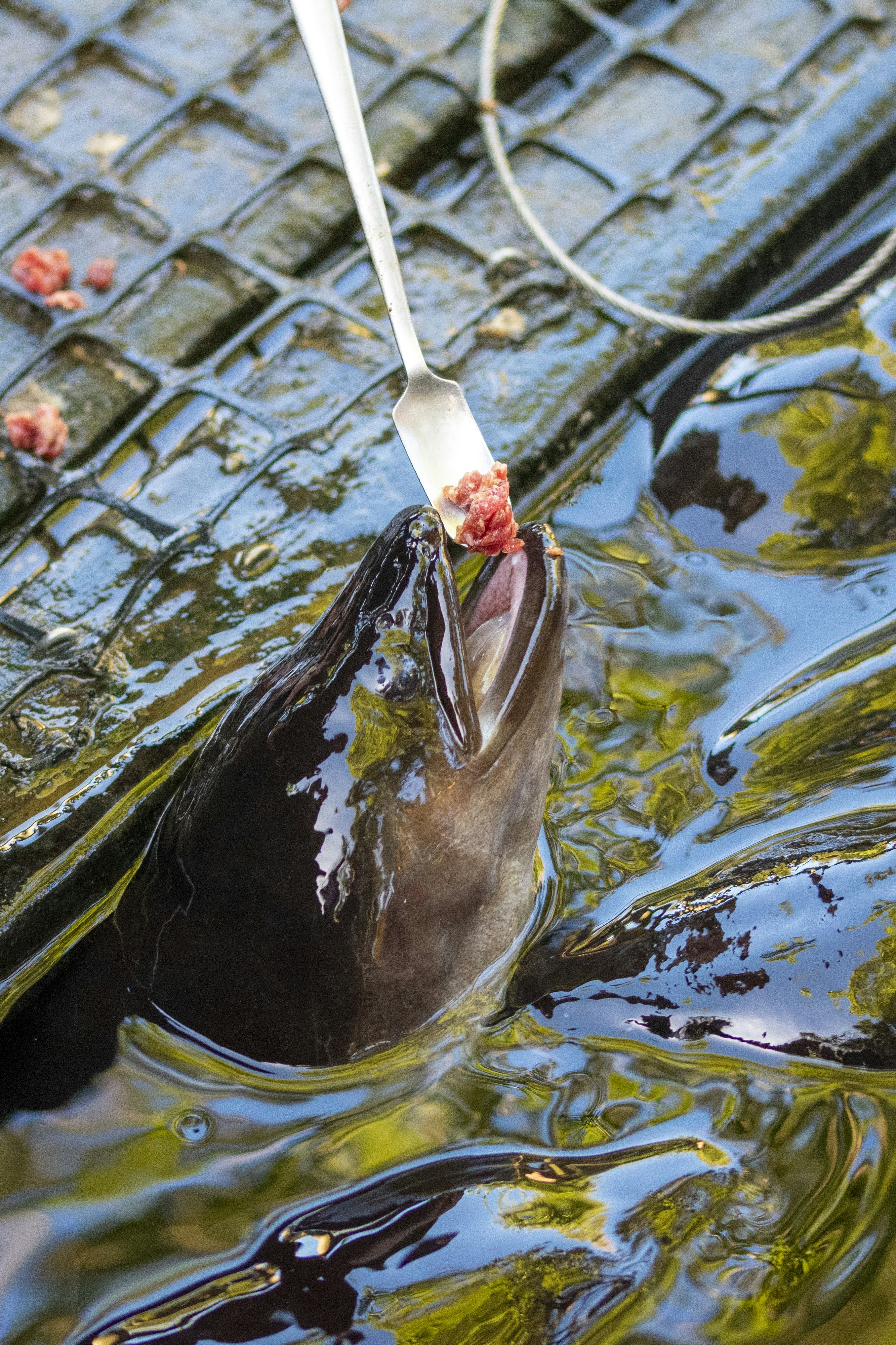 A fish with a hook in water photo – Free Eel eating Image on Unsplash