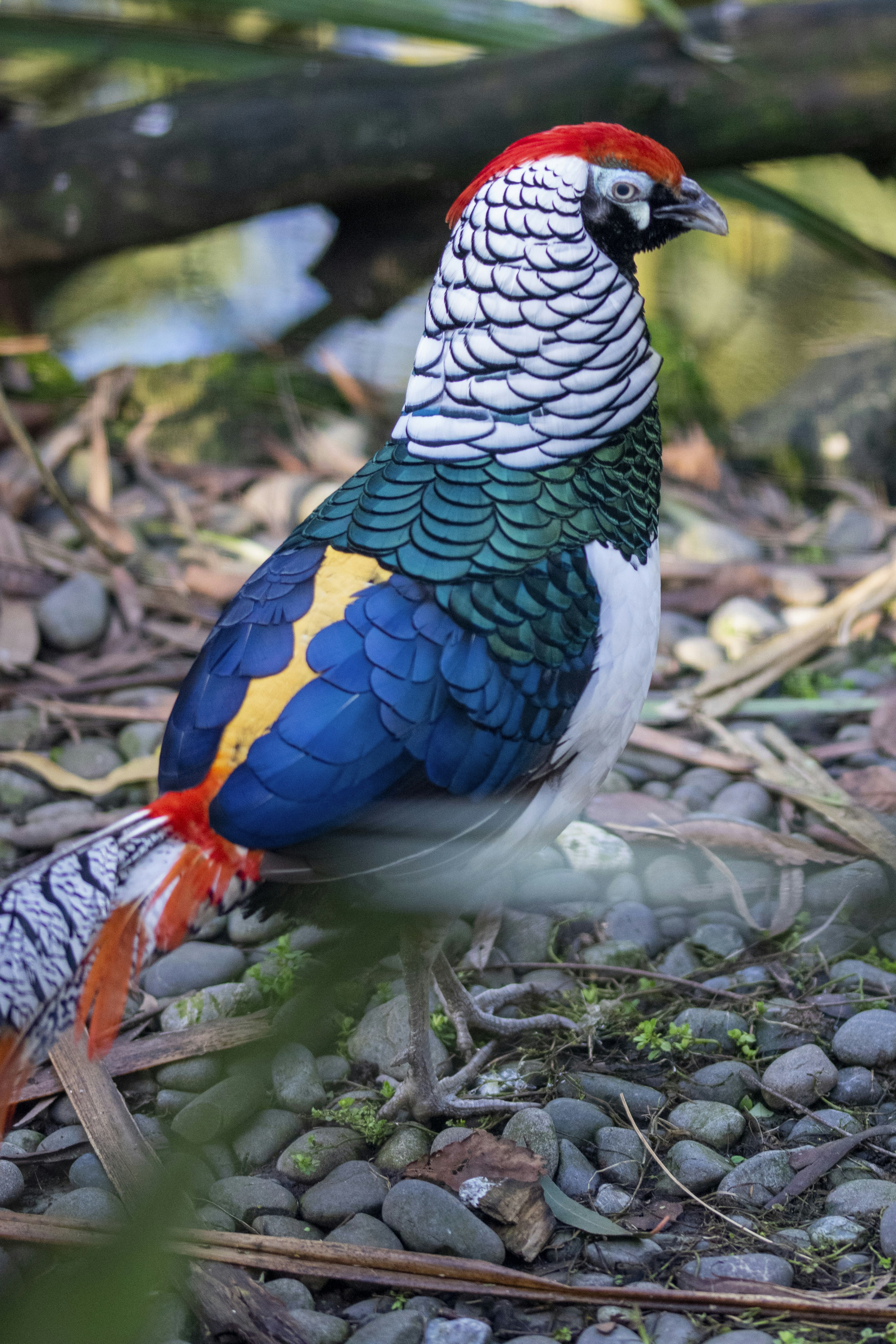 Colorful bird with intricate feather patterns stands among pebbles and foliage, showcasing its striking plumage.