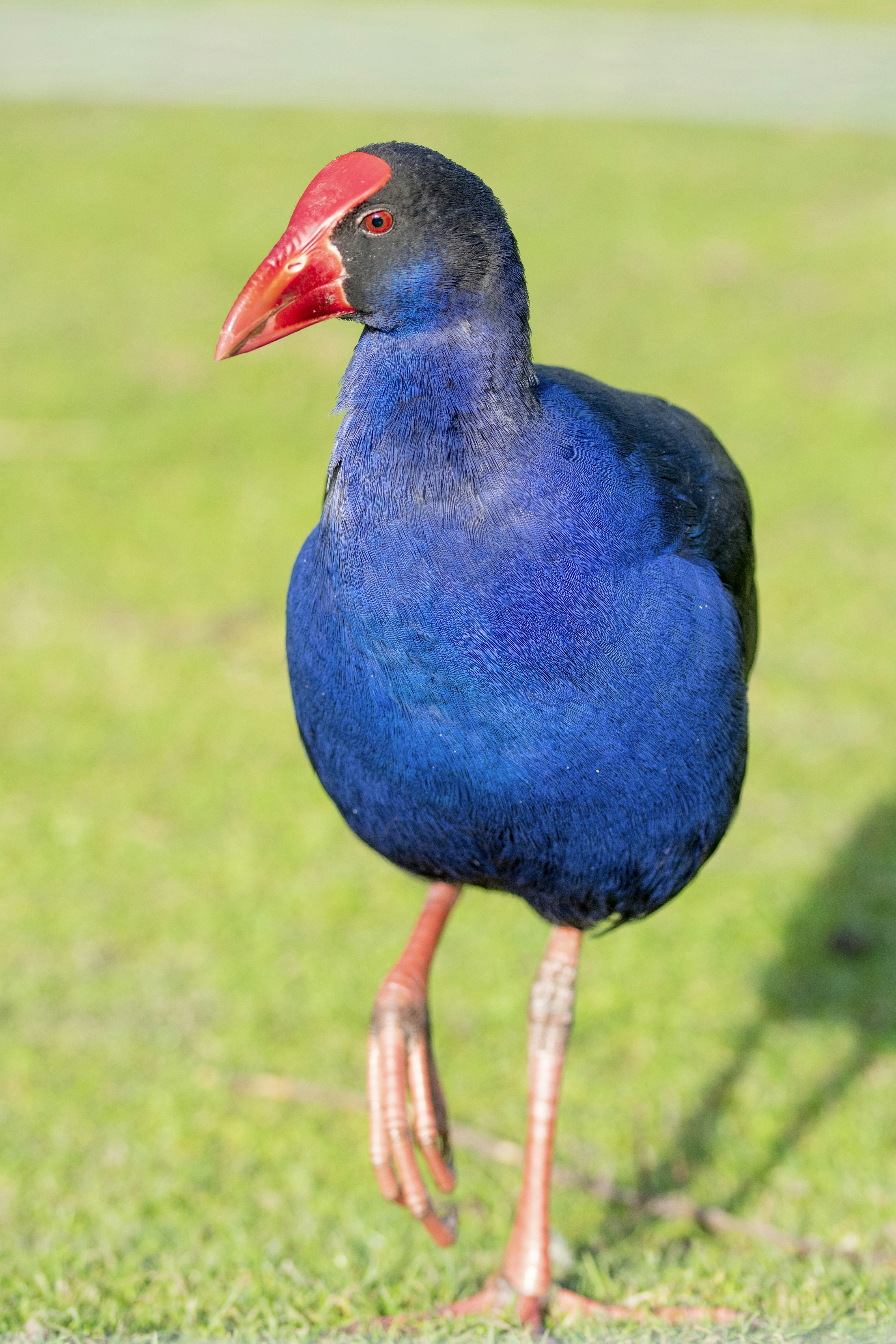 Pukeko Pictures | Download Free Images on Unsplash