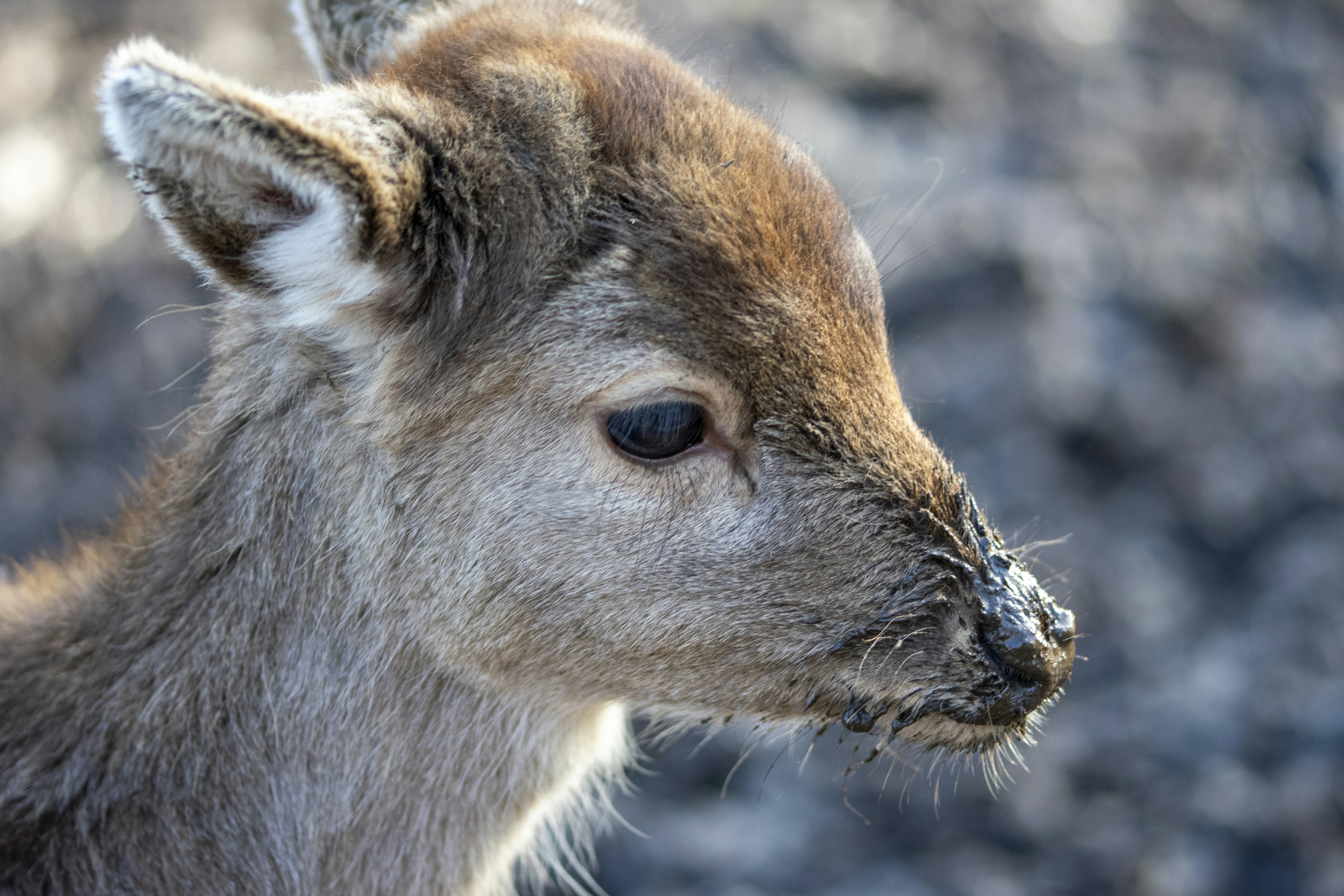 Close-up of a young ibex with a dusted snout against a rocky backdrop