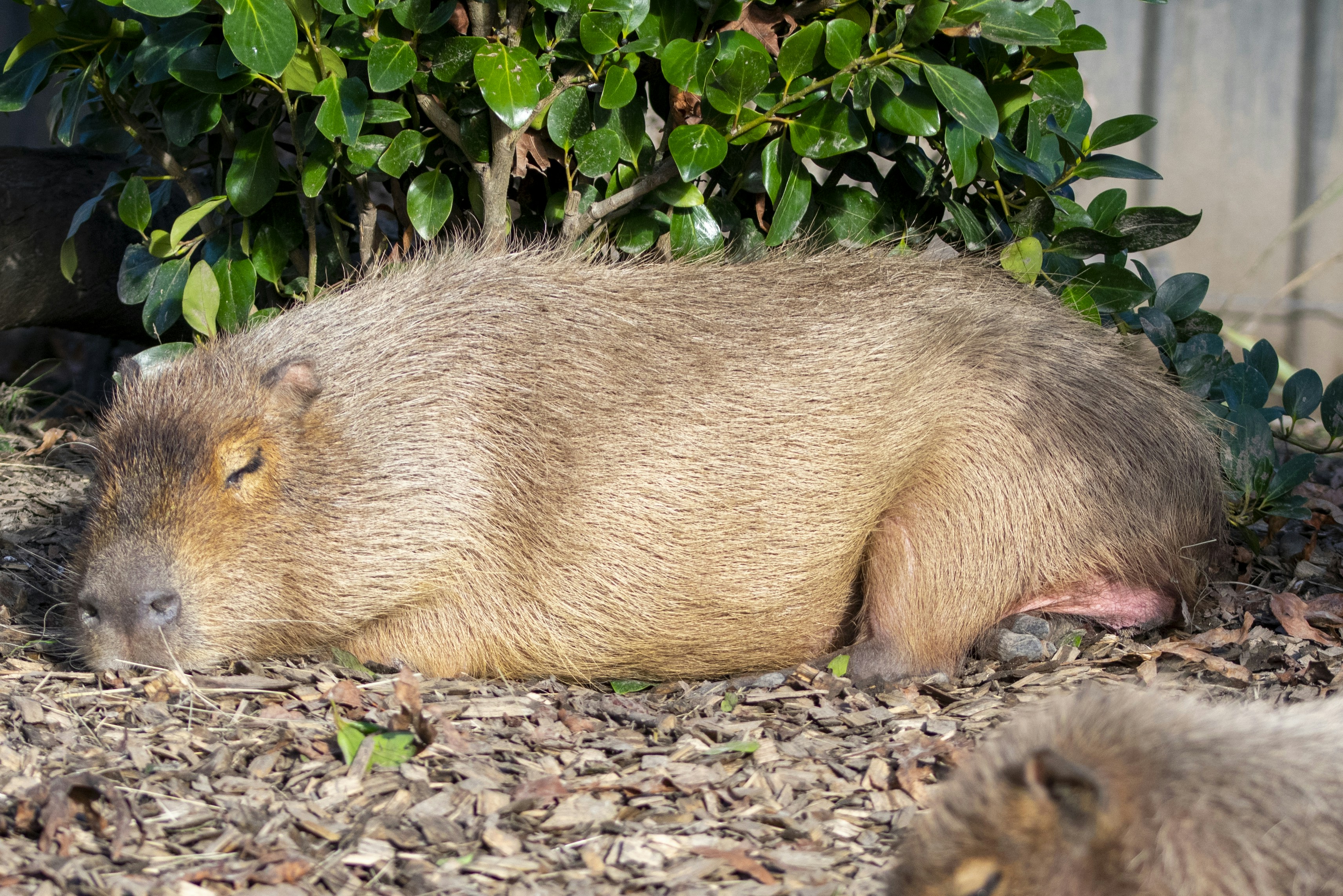 A furry animal lying on the ground photo – Free Brown Image on Unsplash