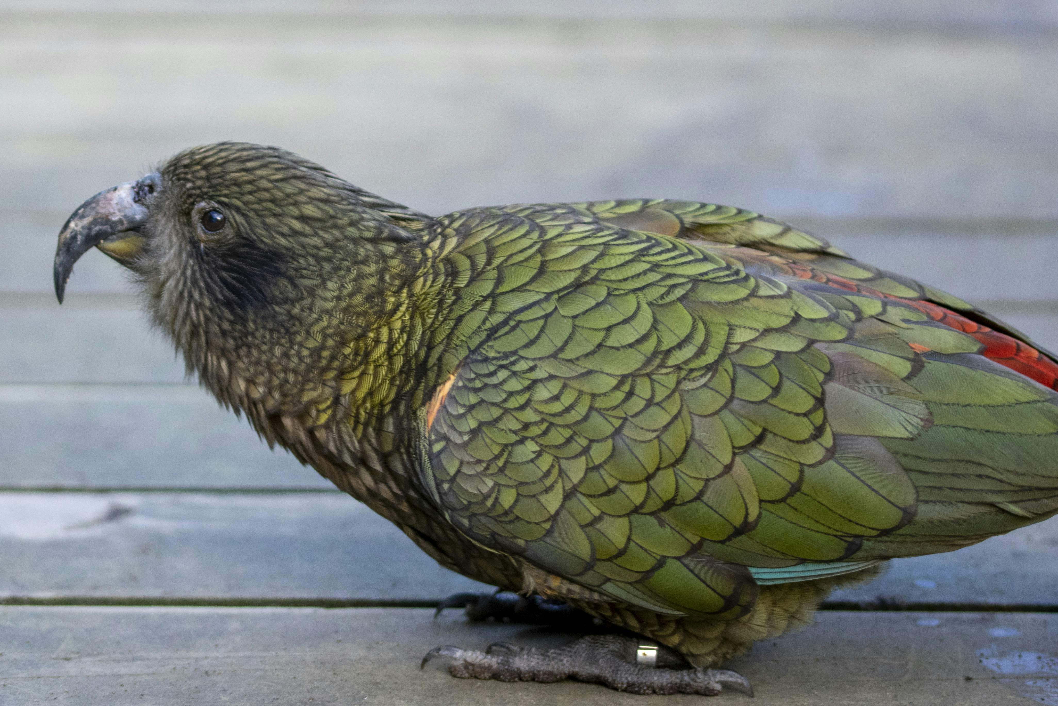 Imágenes de Pico De Tortuga | Descarga imágenes gratuitas en Unsplash