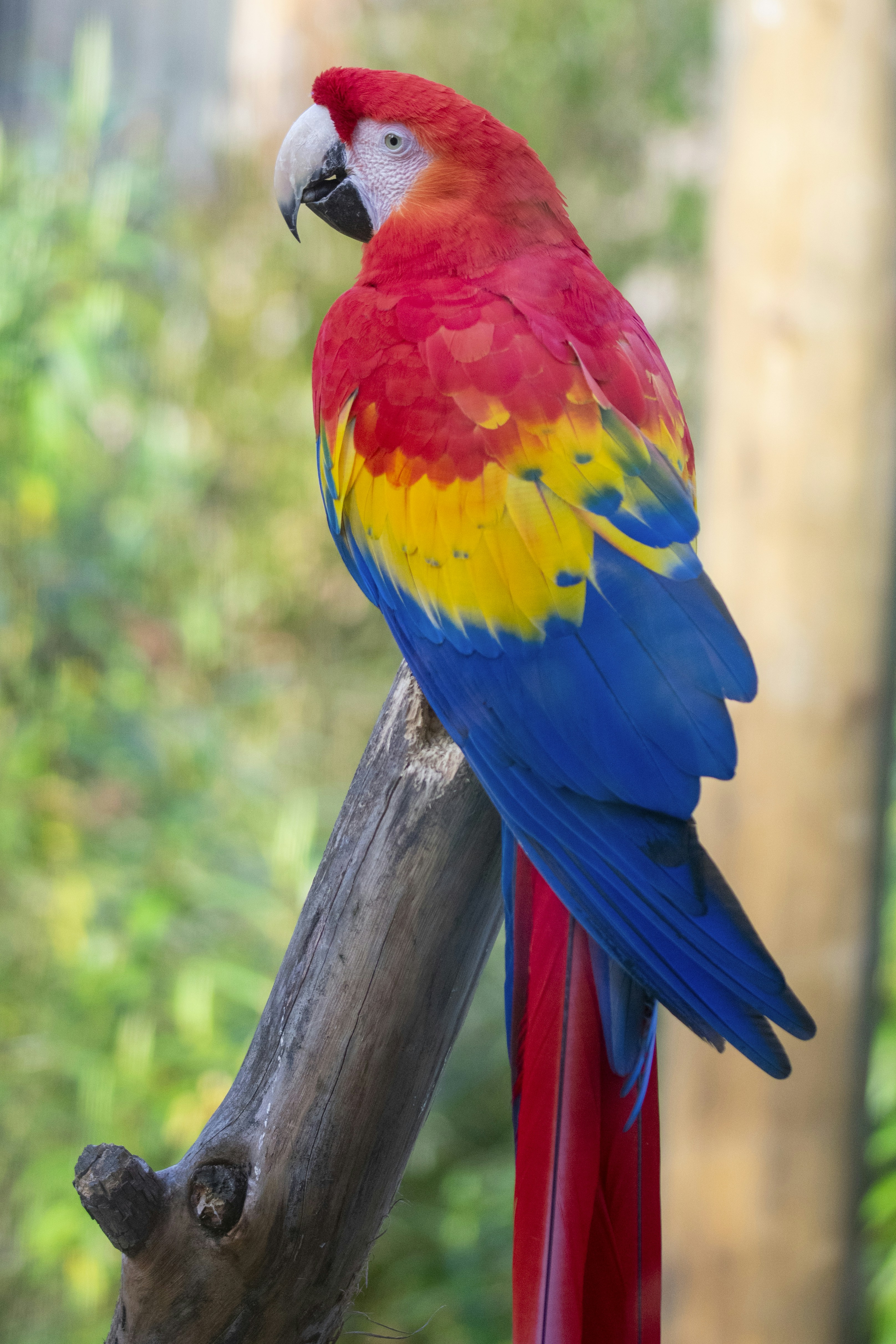 A colorful bird on a branch photo – Free Parrot Image on Unsplash