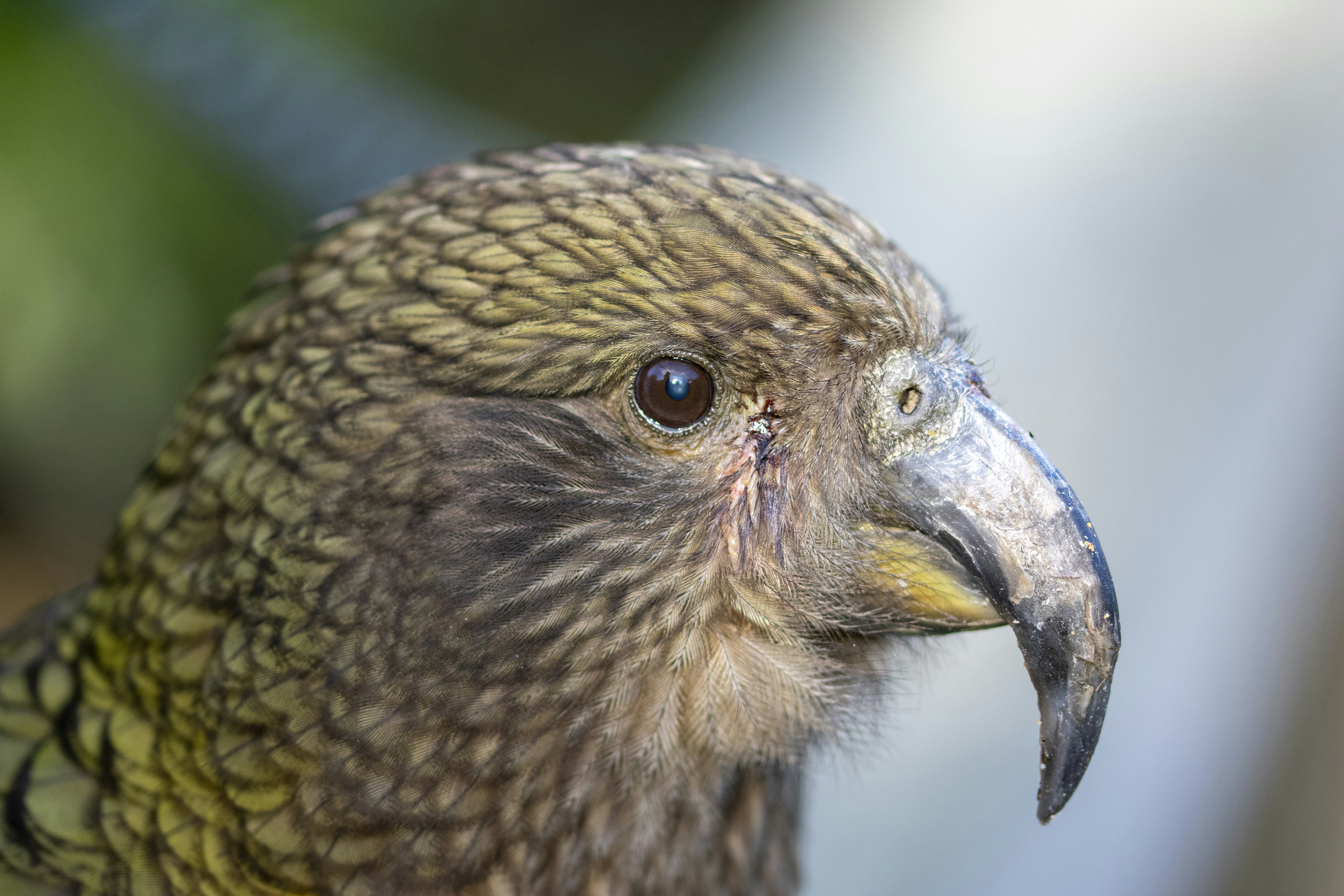 A close up of a bird photo – Free Kea Image on Unsplash