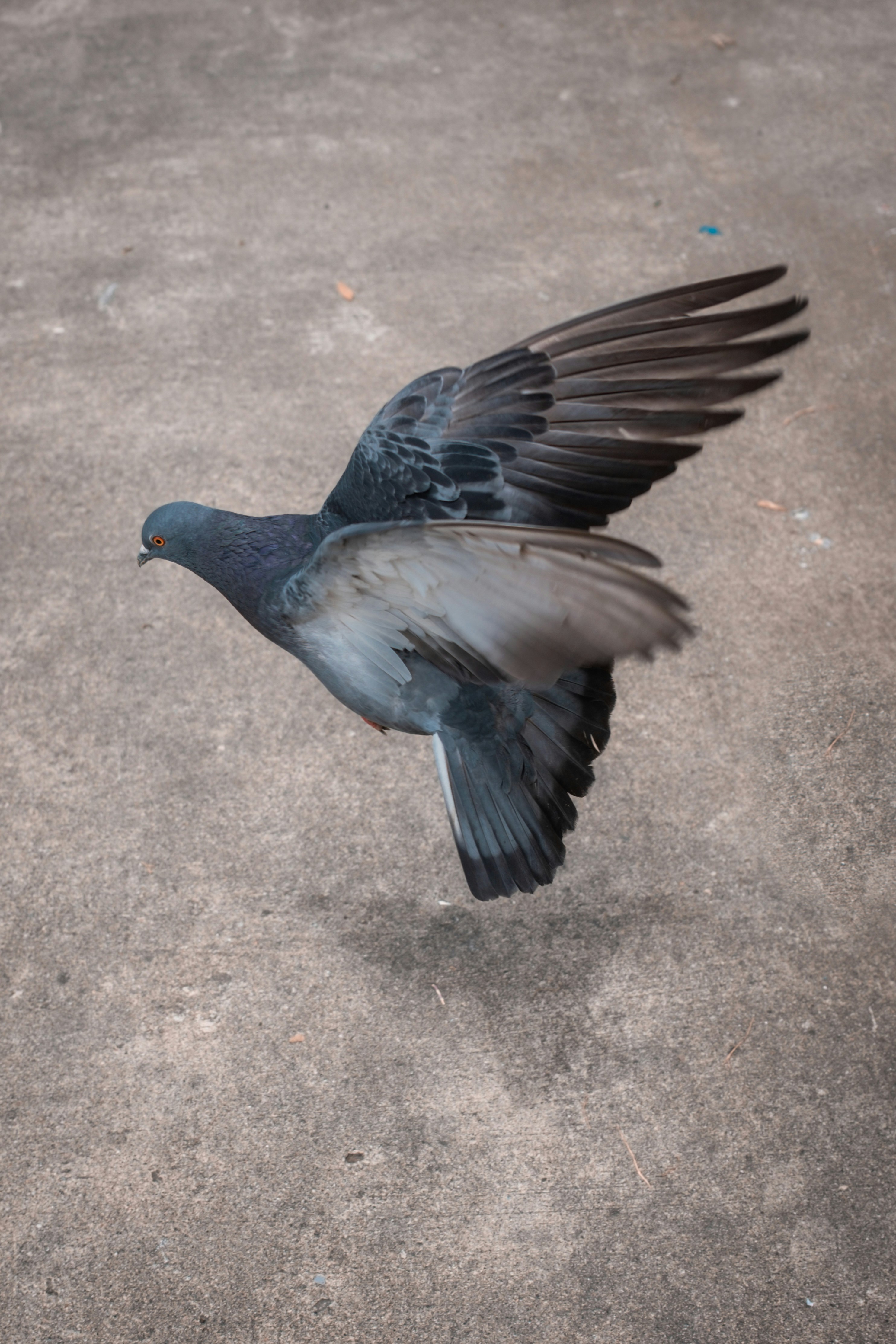Mid-flight Pigeon: Graceful Wingbeat over a Concrete Canvas