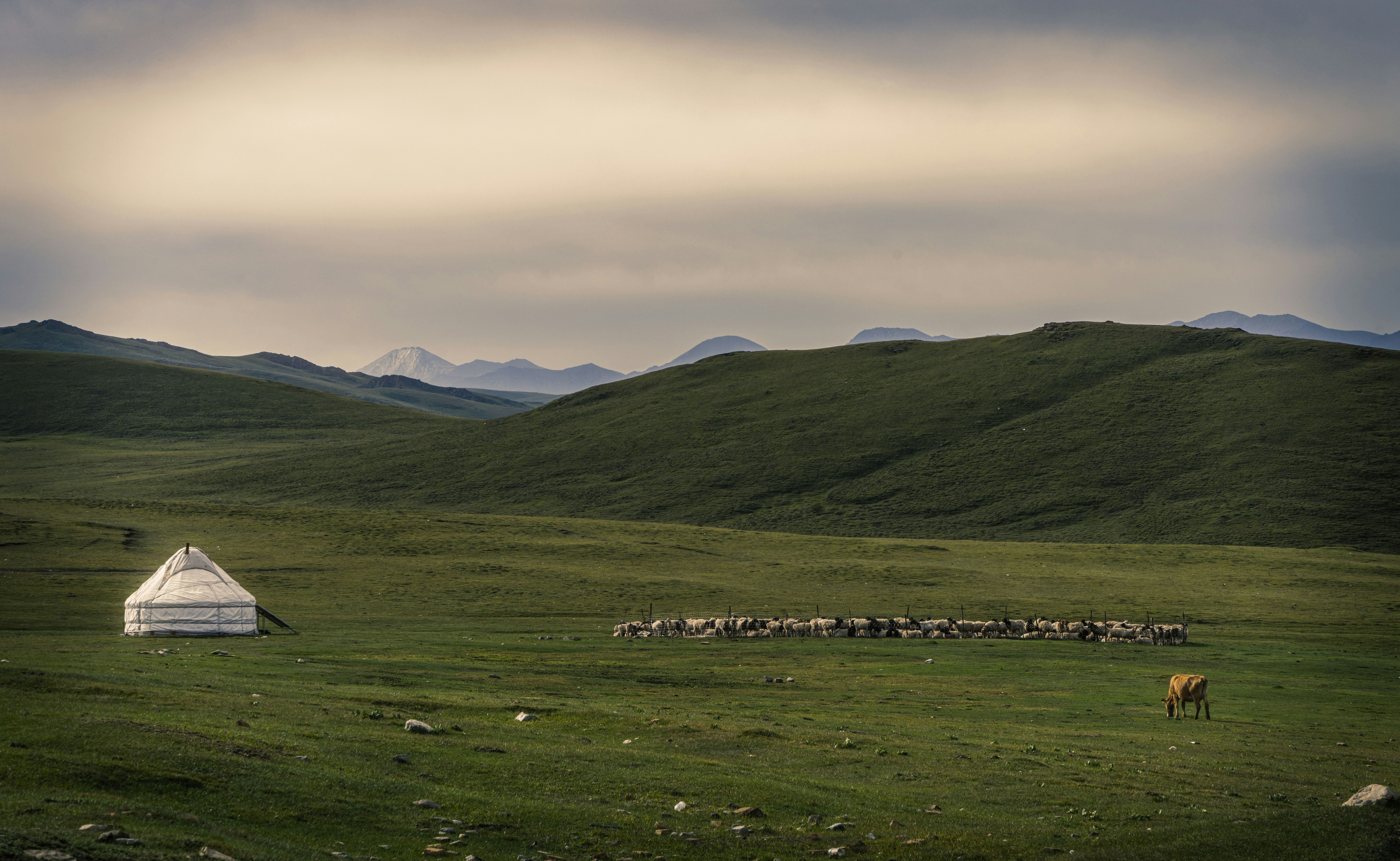 A group of animals stand in a grassy field photo – Free Field Image on ...