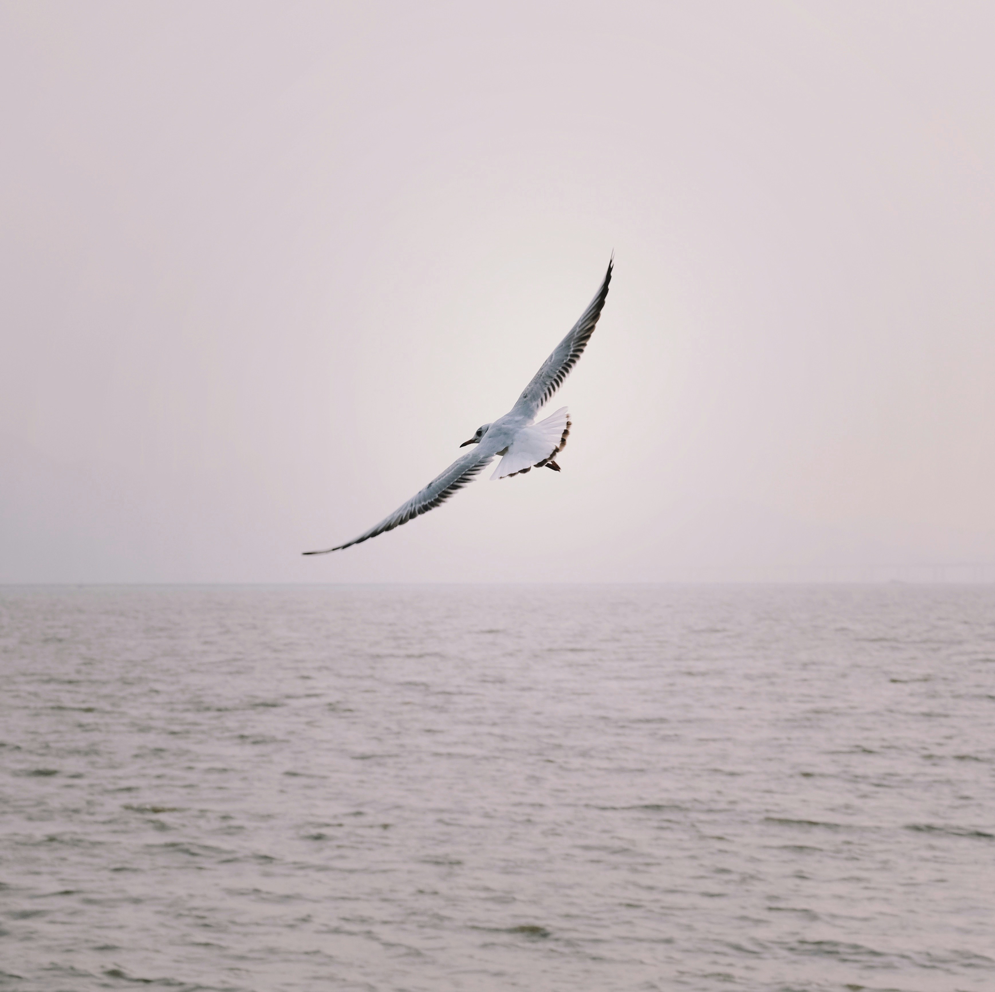 A plane flying over water photo – Free Grey Image on Unsplash