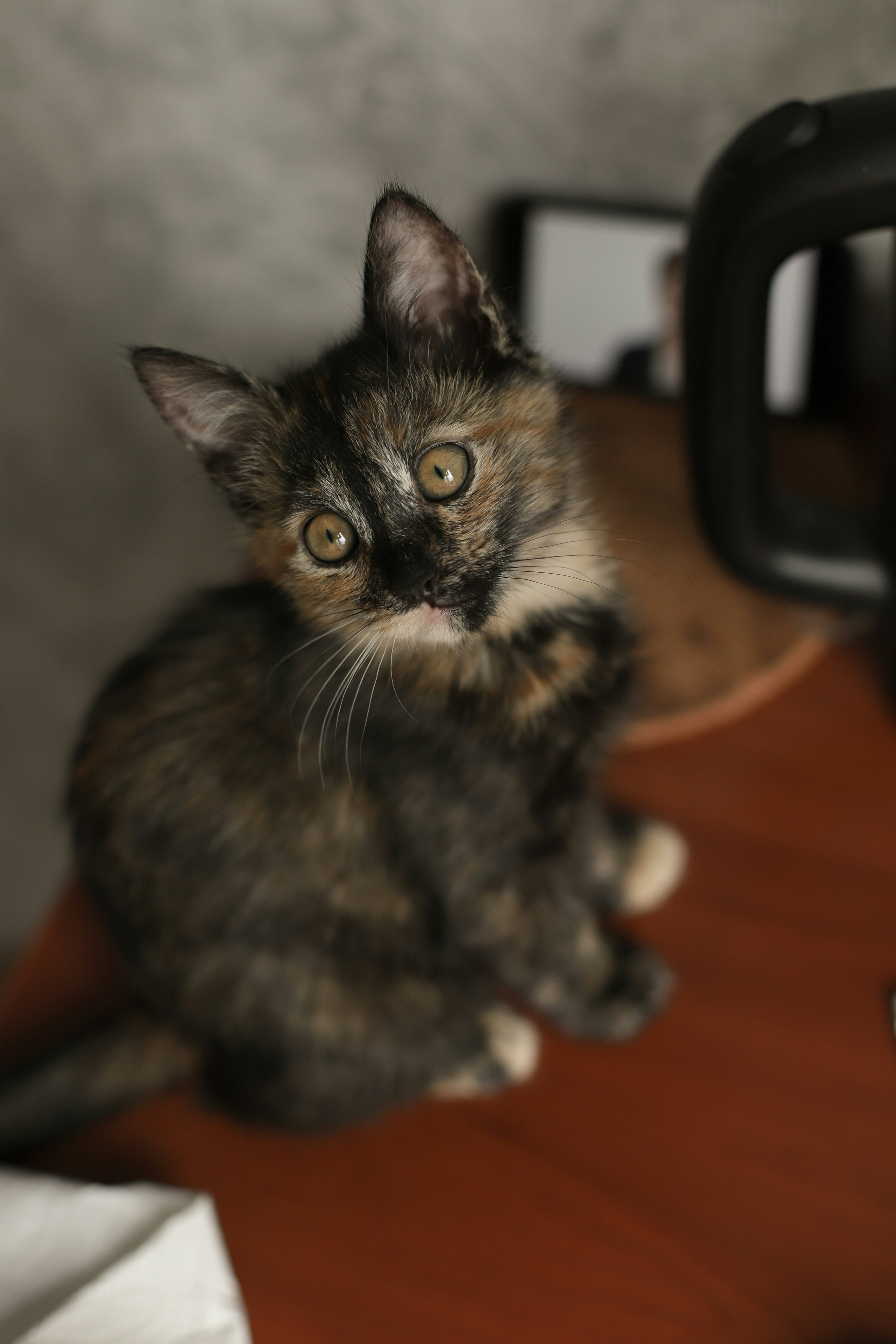 Curious Calico: A Kitten's Tilted Gaze