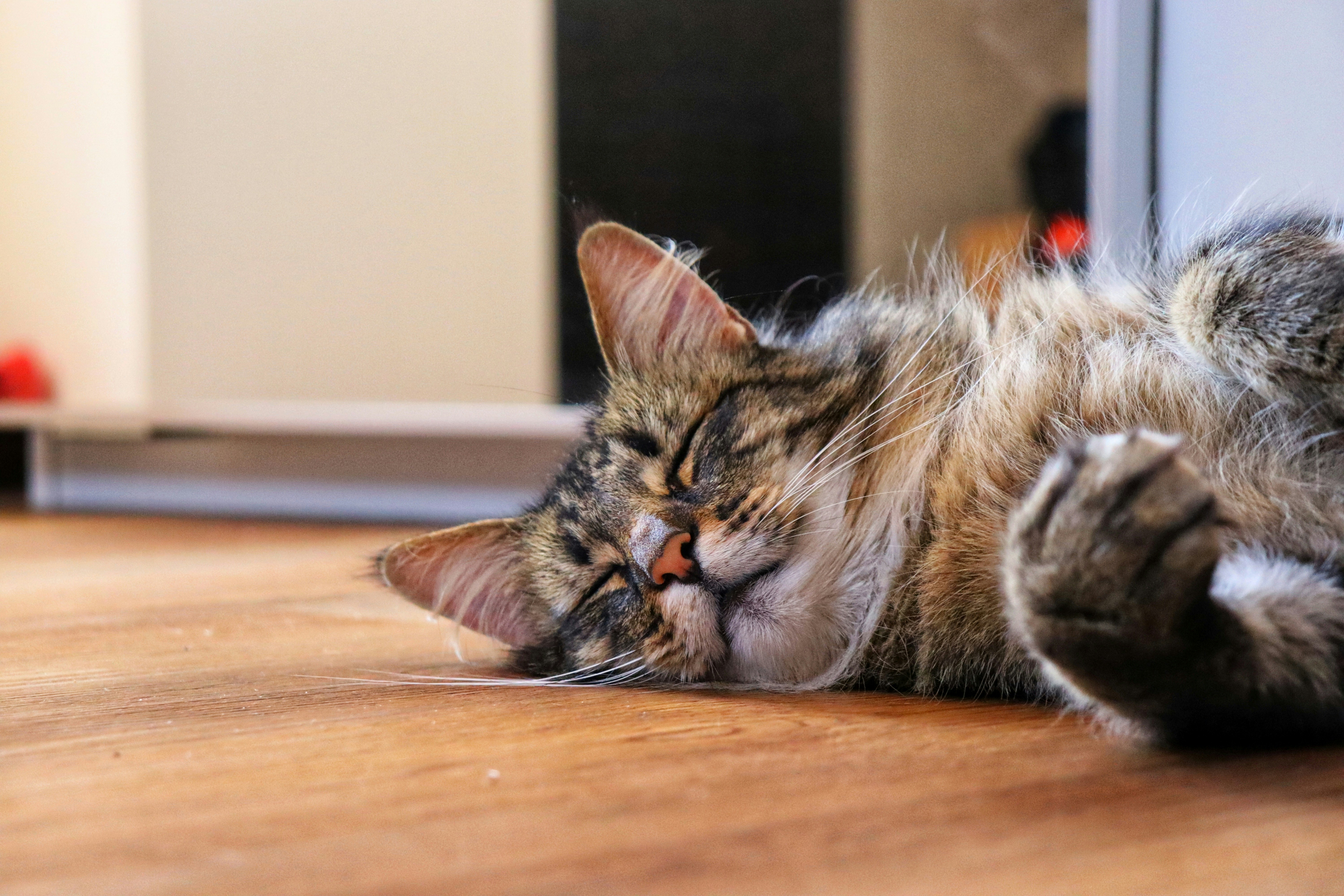 Un chat dormant sur une table photo – Photo Süß Gratuite sur Unsplash