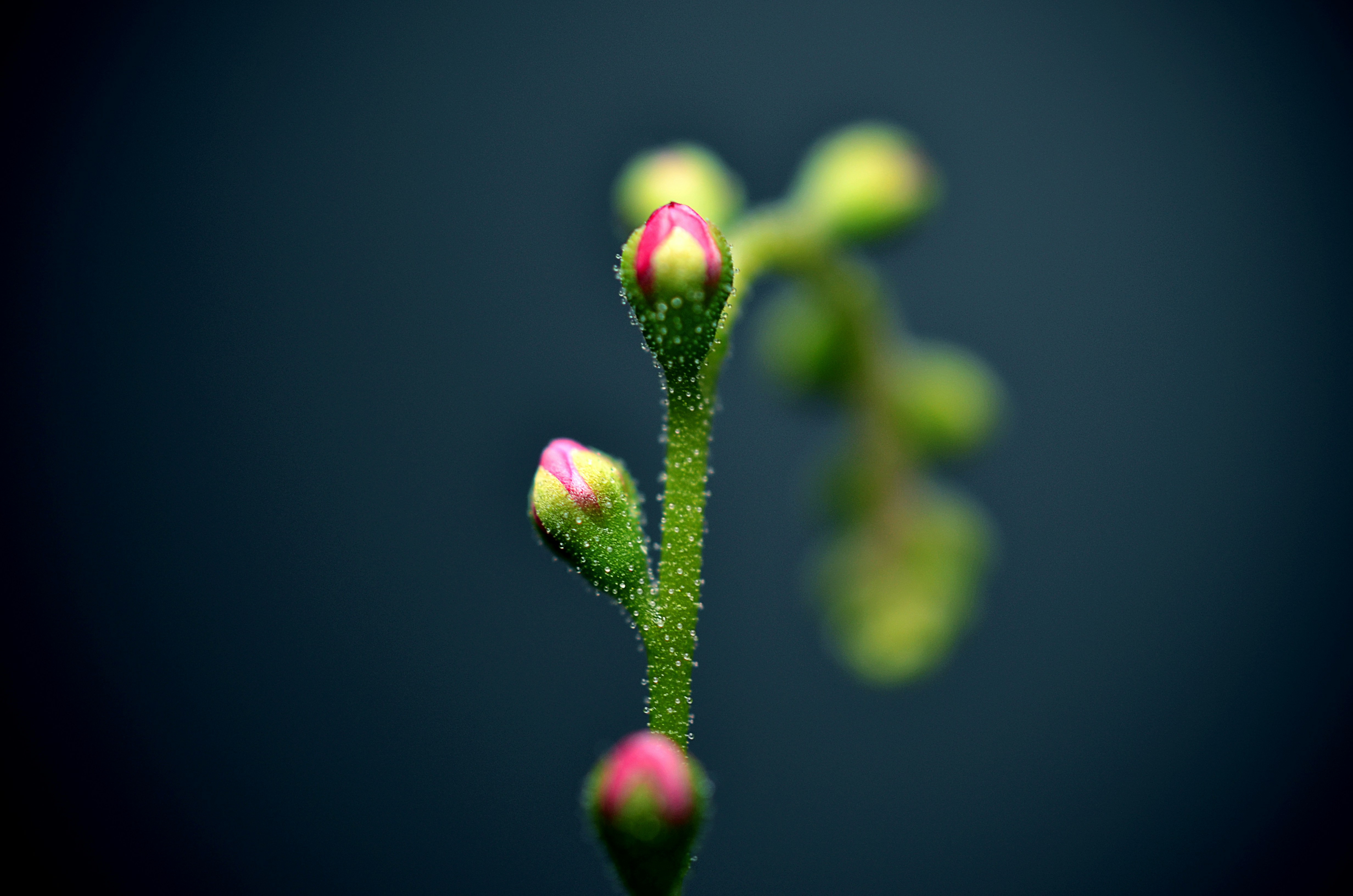 Dew-kissed Buds: A Delicate Botanical Moment
