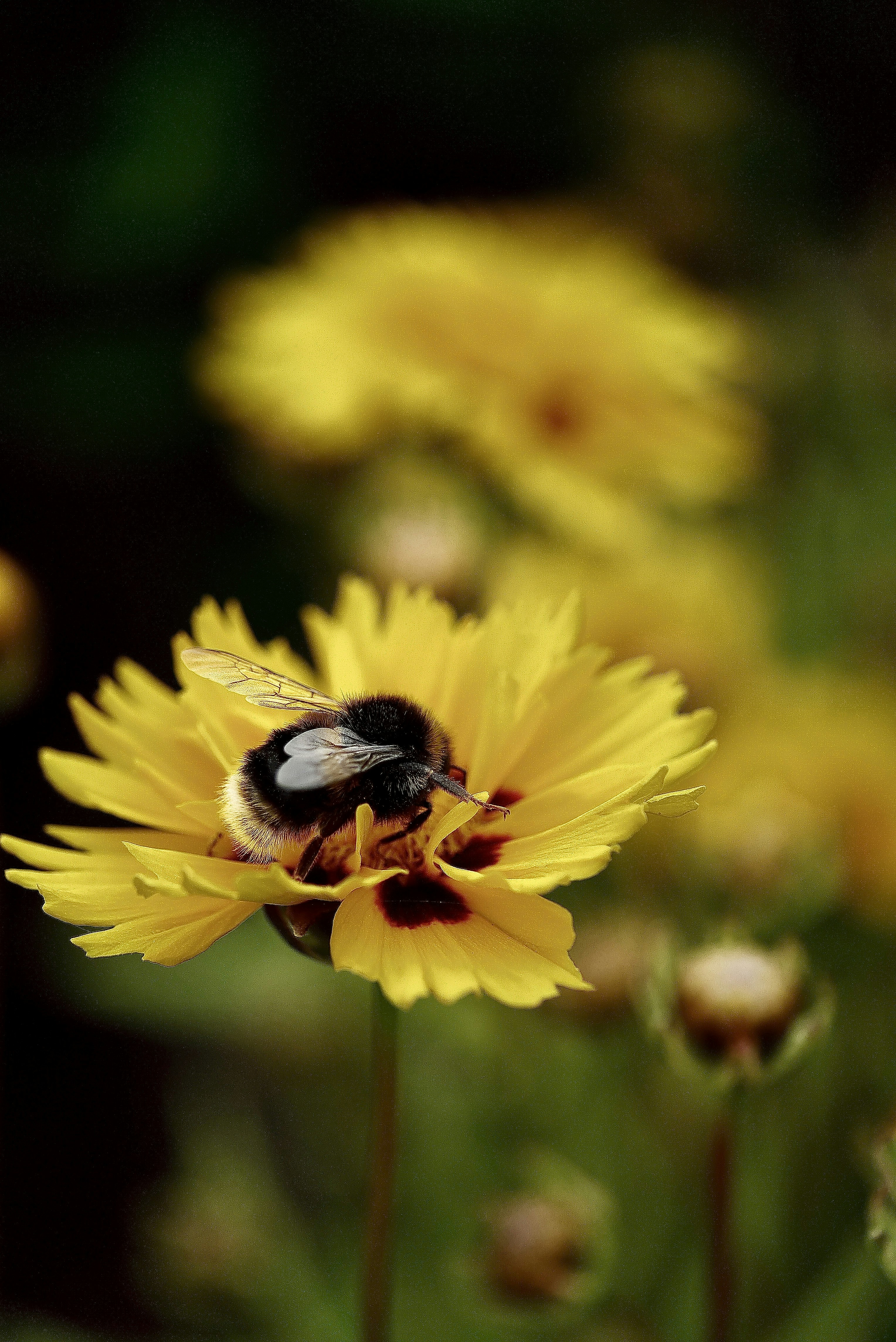 Bumblebee perched on a vibrant yellow flower, surrounded by a soft blur of additional blossoms in the background.
