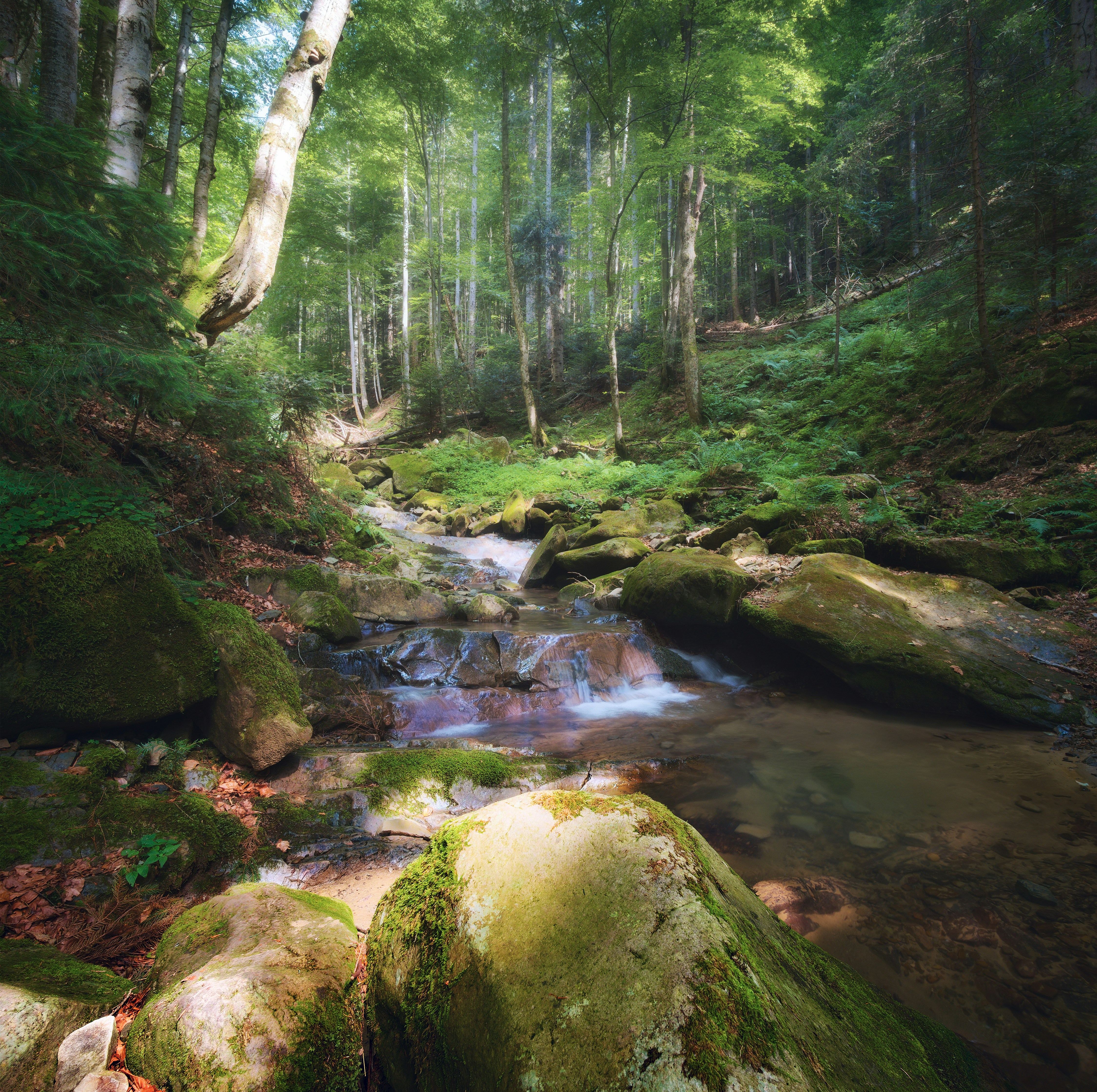 A stream in a forest photo – Free Ukraine Image on Unsplash