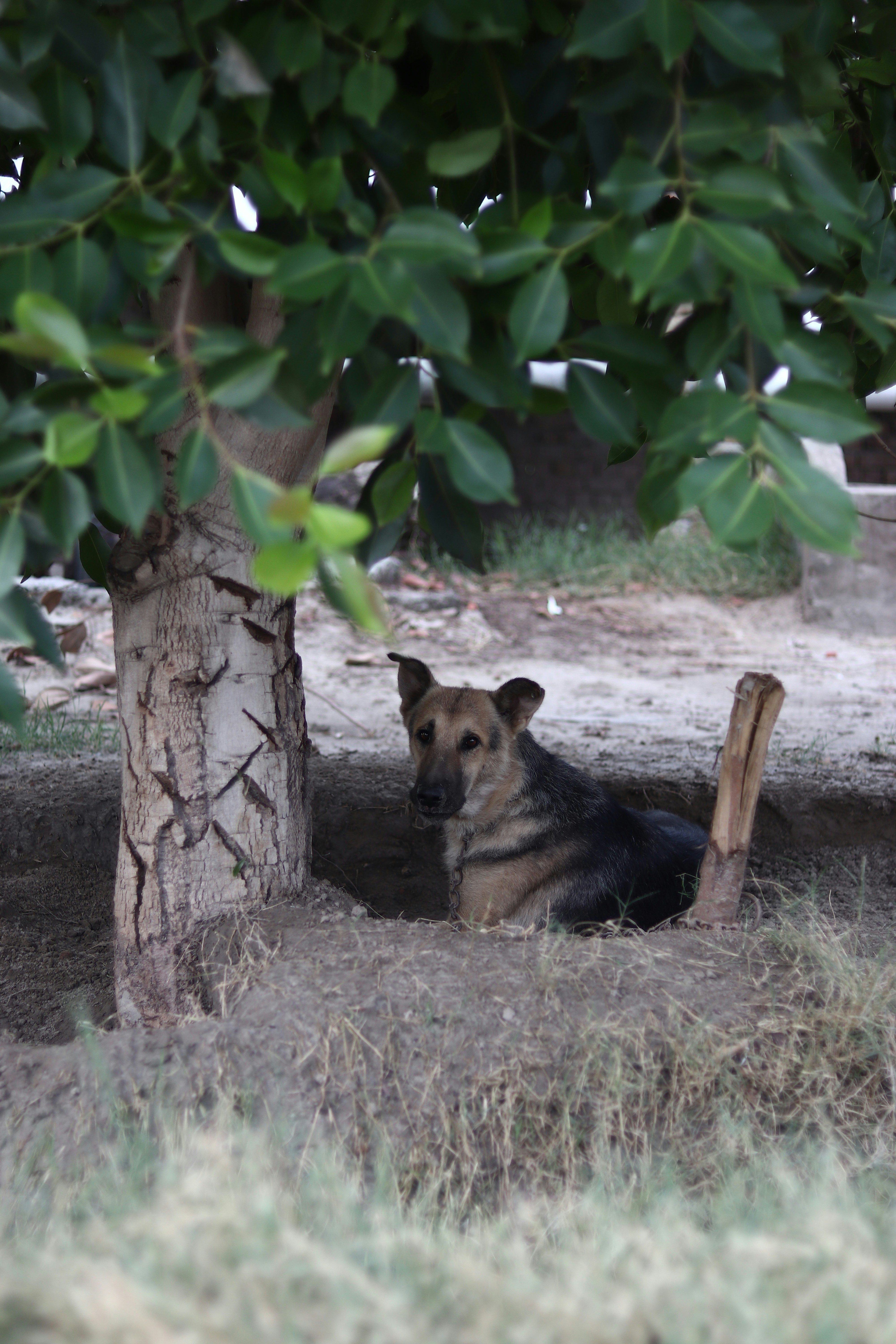 a hyena in a zoo exhibit