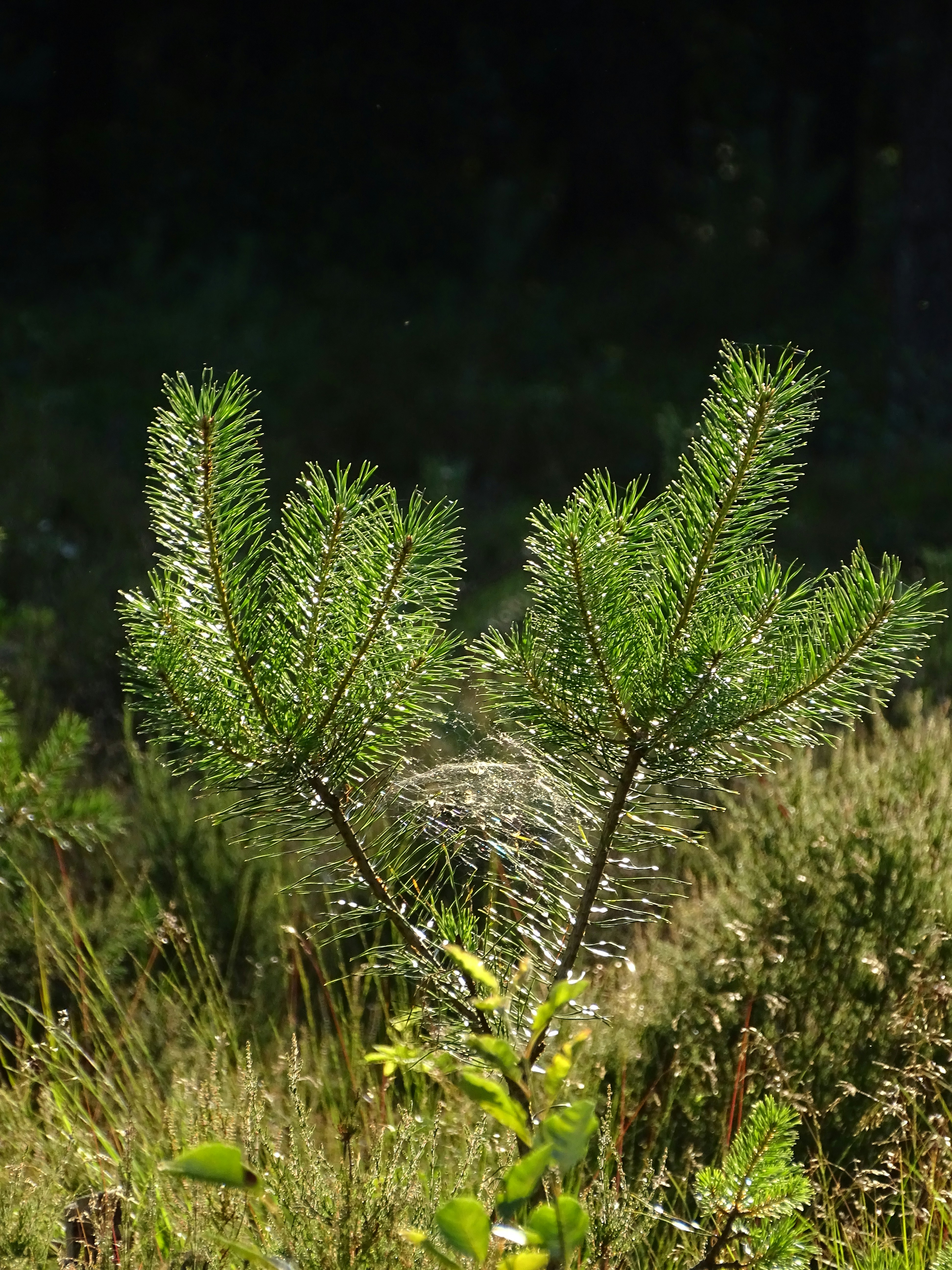 Sunlight filters through lush green branches, highlighting delicate webs woven among the foliage. Nature's intricate details come alive in this serene woodland setting.