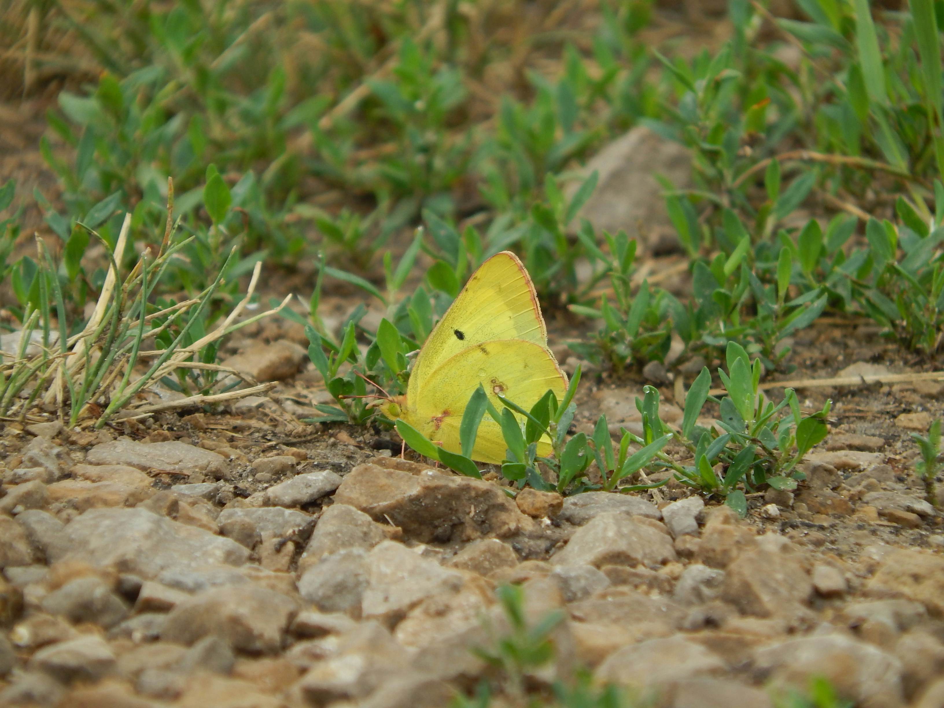 1000+ Yellow Butterfly Pictures | Download Free Images on Unsplash