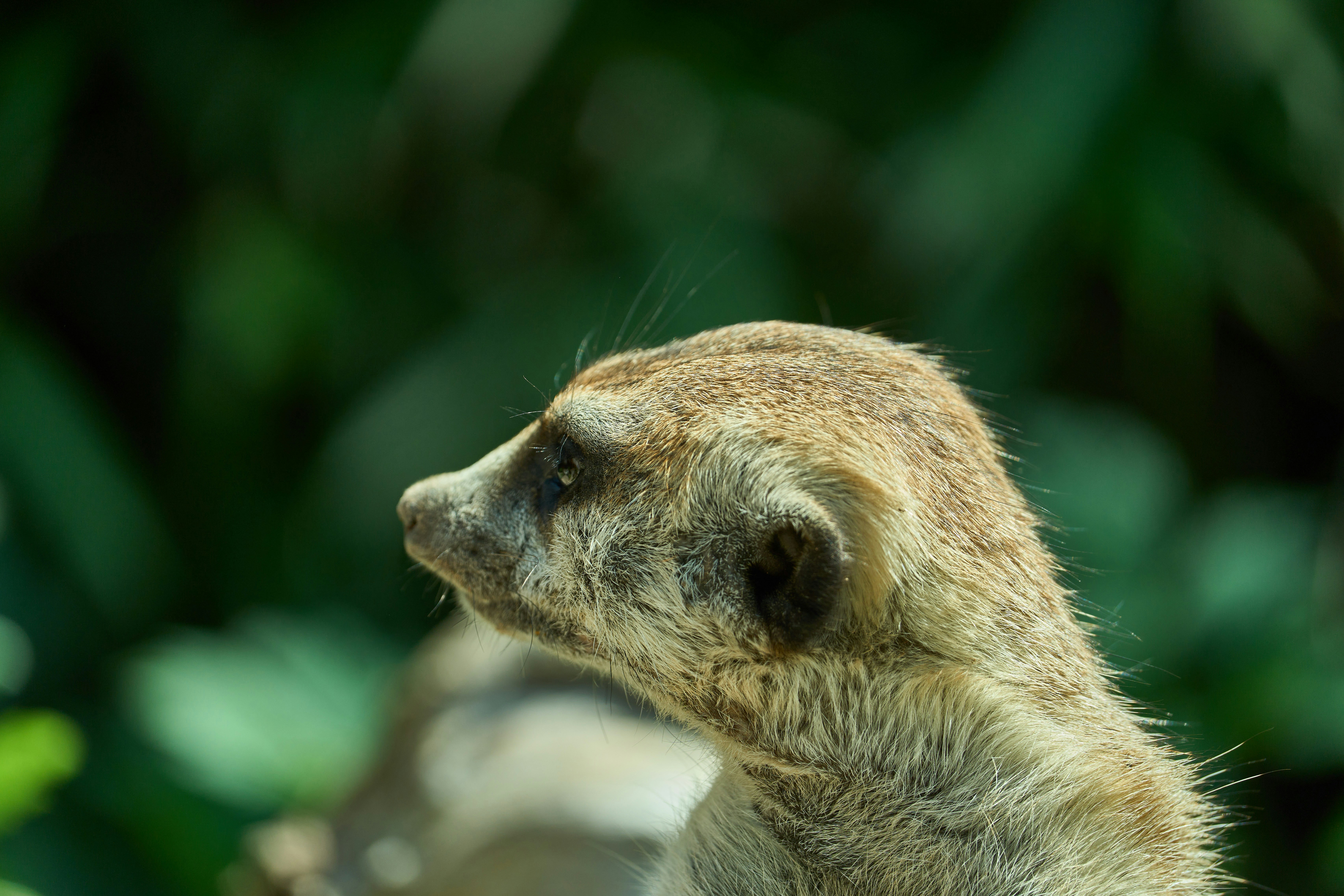 A sloth looking up photo – Free Wildlife Image on Unsplash