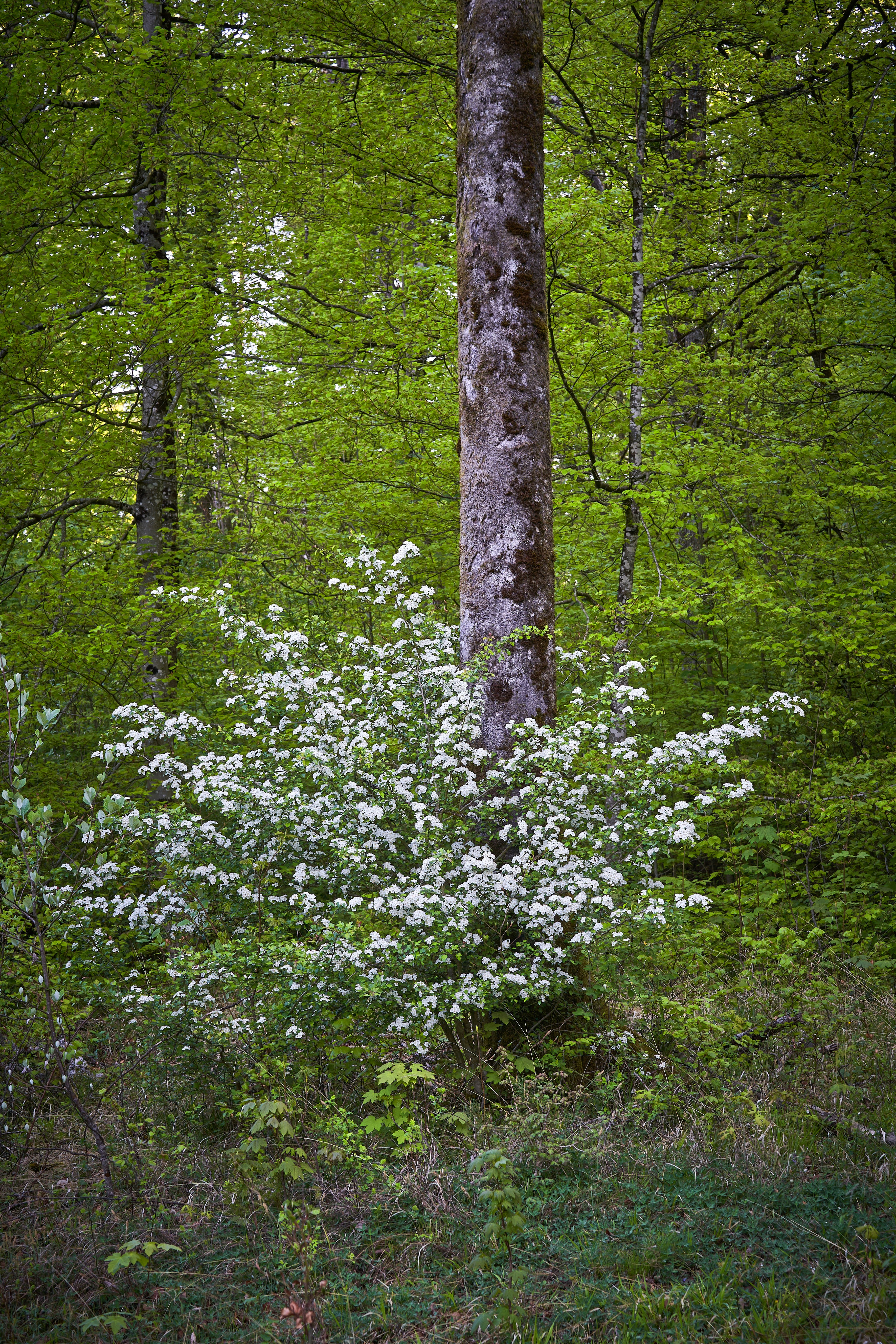 a tree with white flowers