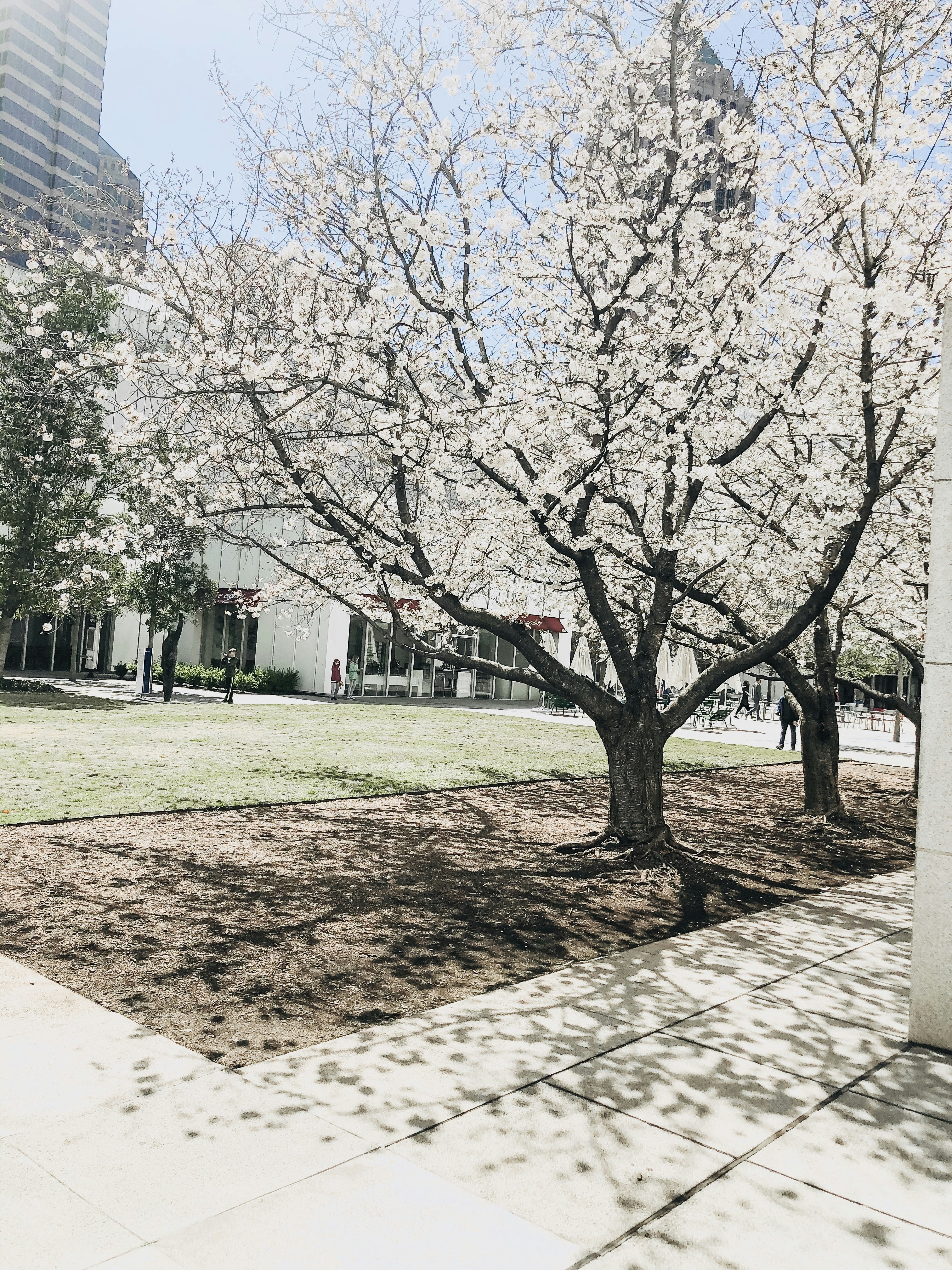 a group of trees with white blossoms