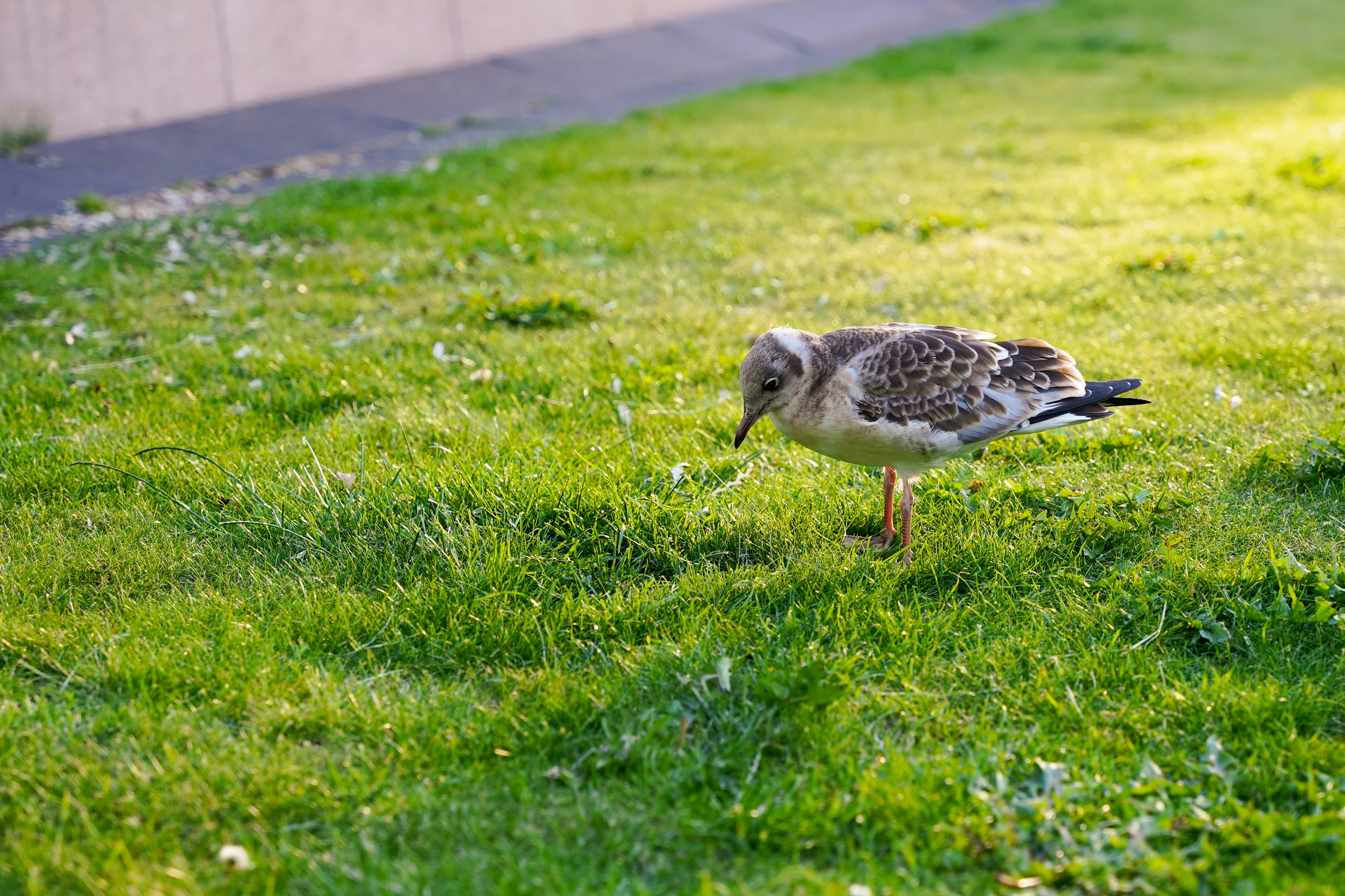 Lawn-Wader in Afternoon Light: A Sandpiper's Quiet Vigil